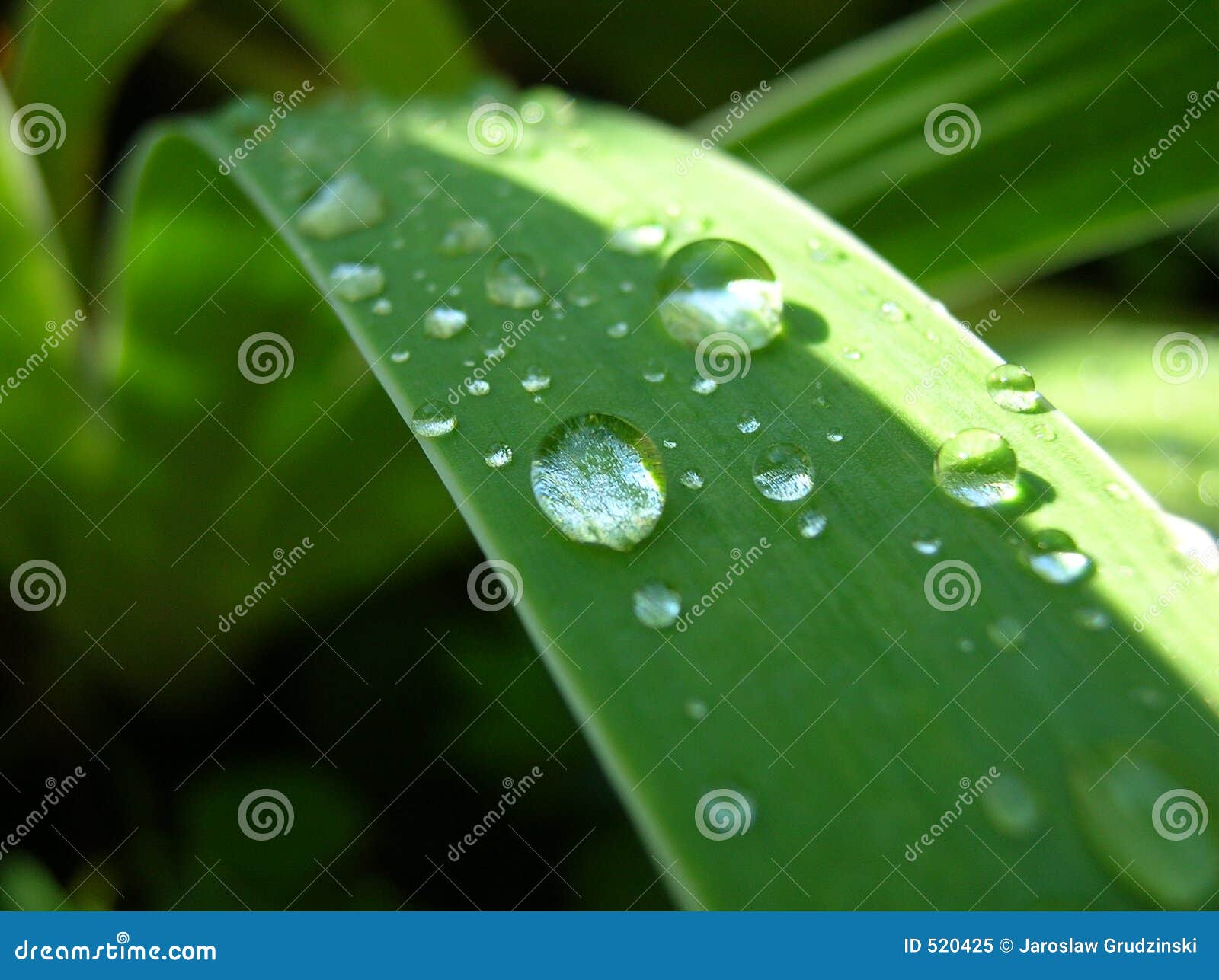 Dewdrops stock image. Image of freshness, grass, drop, nature - 520425
