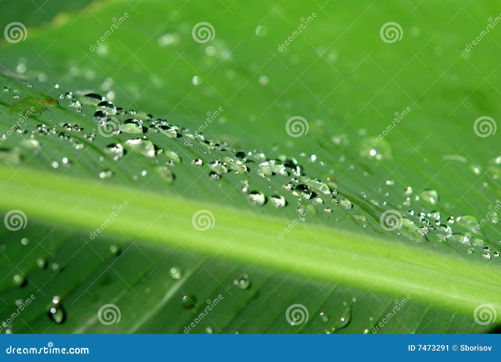 Dewdrops stock image. Image of shiny, green, growth, conservation - 7473291