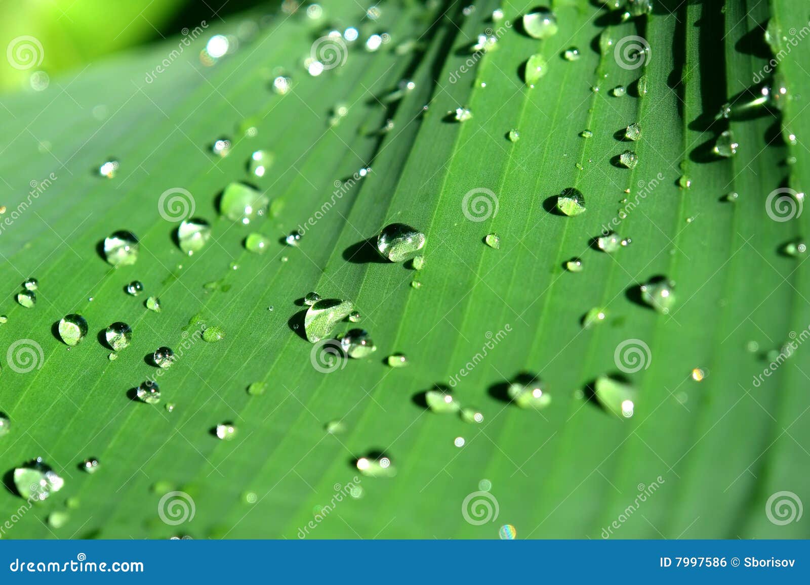 Dewdrops stock photo. Image of spring, condensation, dewdrop - 7997586