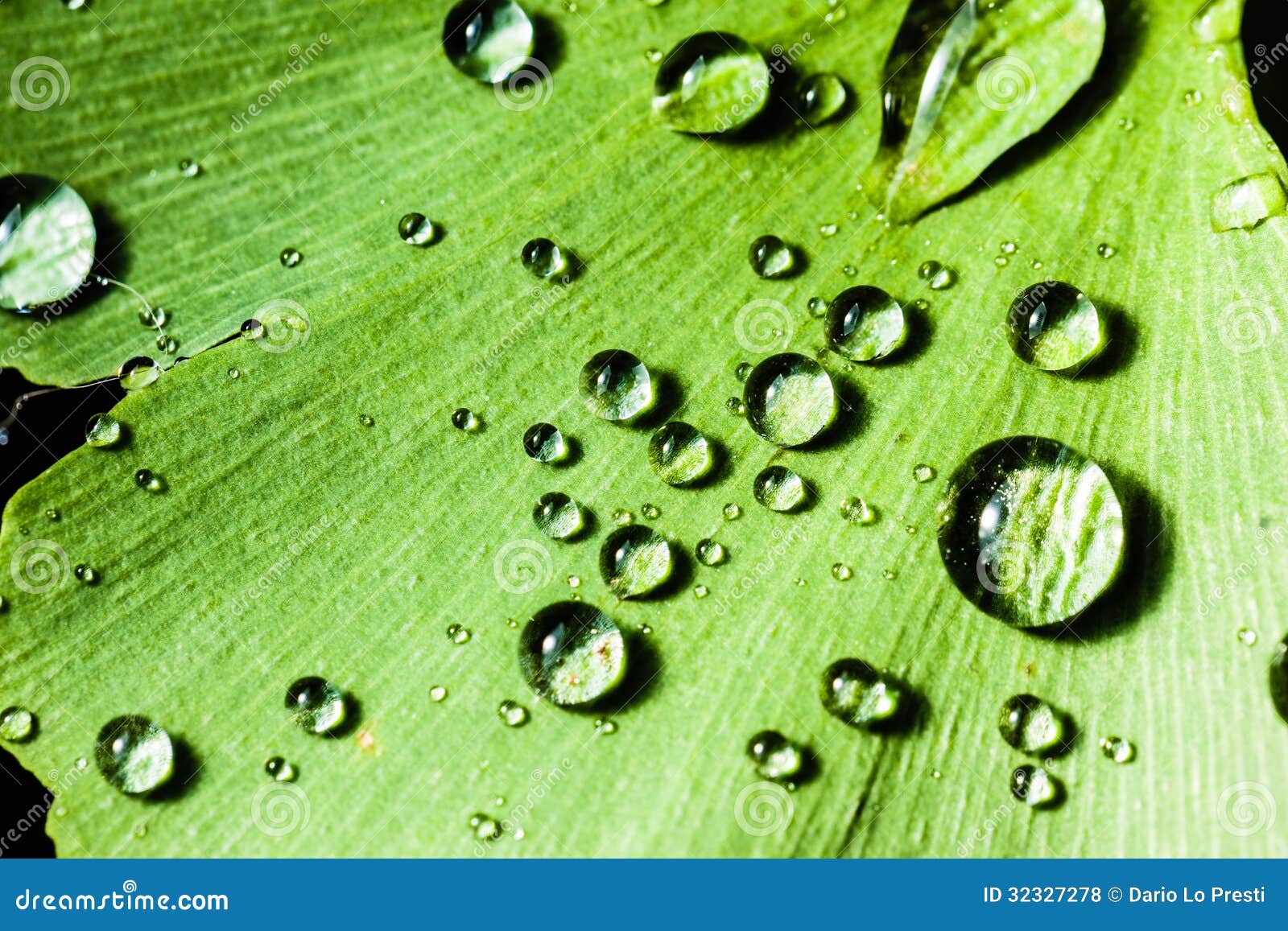 Dewdrops stock photo. Image of clear, freshness, background - 32327278