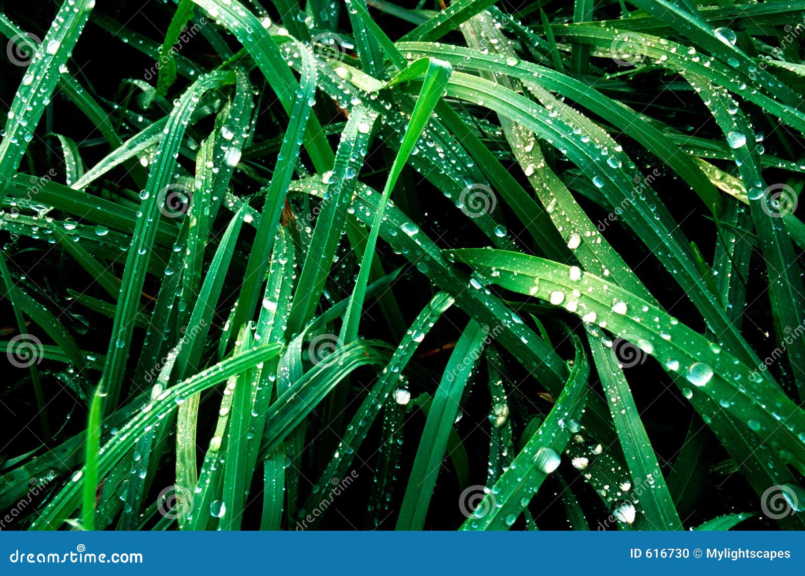 Dewdrops on grass stock photo. Image of blade, plant, water - 616730