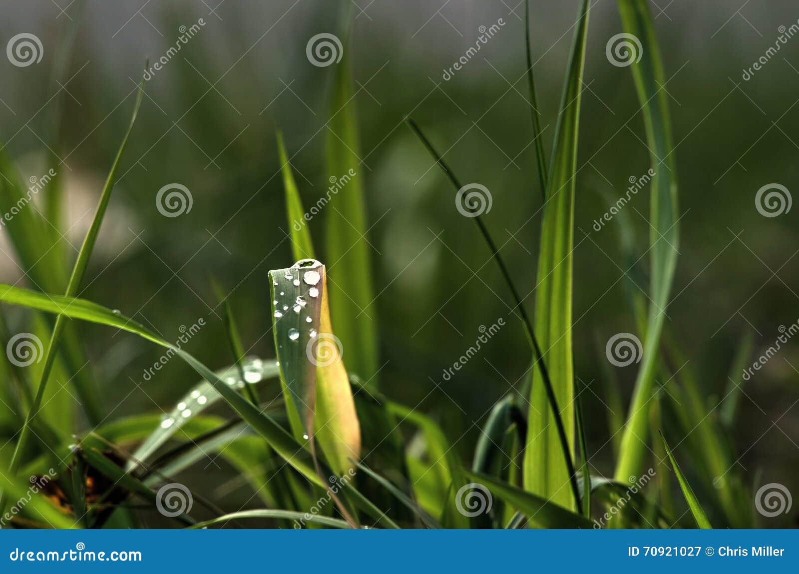 Dewdrops on Grass stock image. Image of morning, rain - 70921027