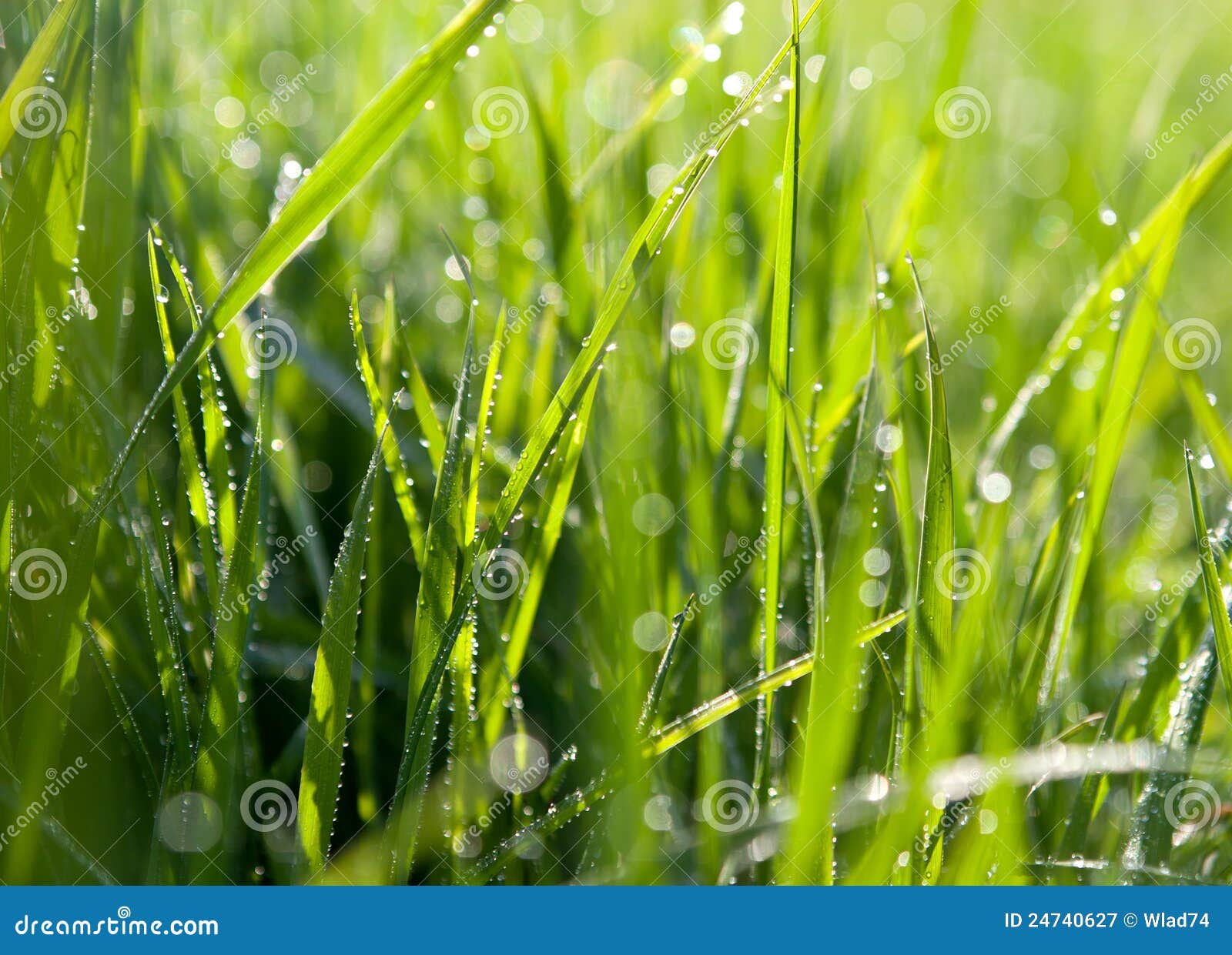 Dewdrops on green grass stock image. Image of focus, drop - 24740627