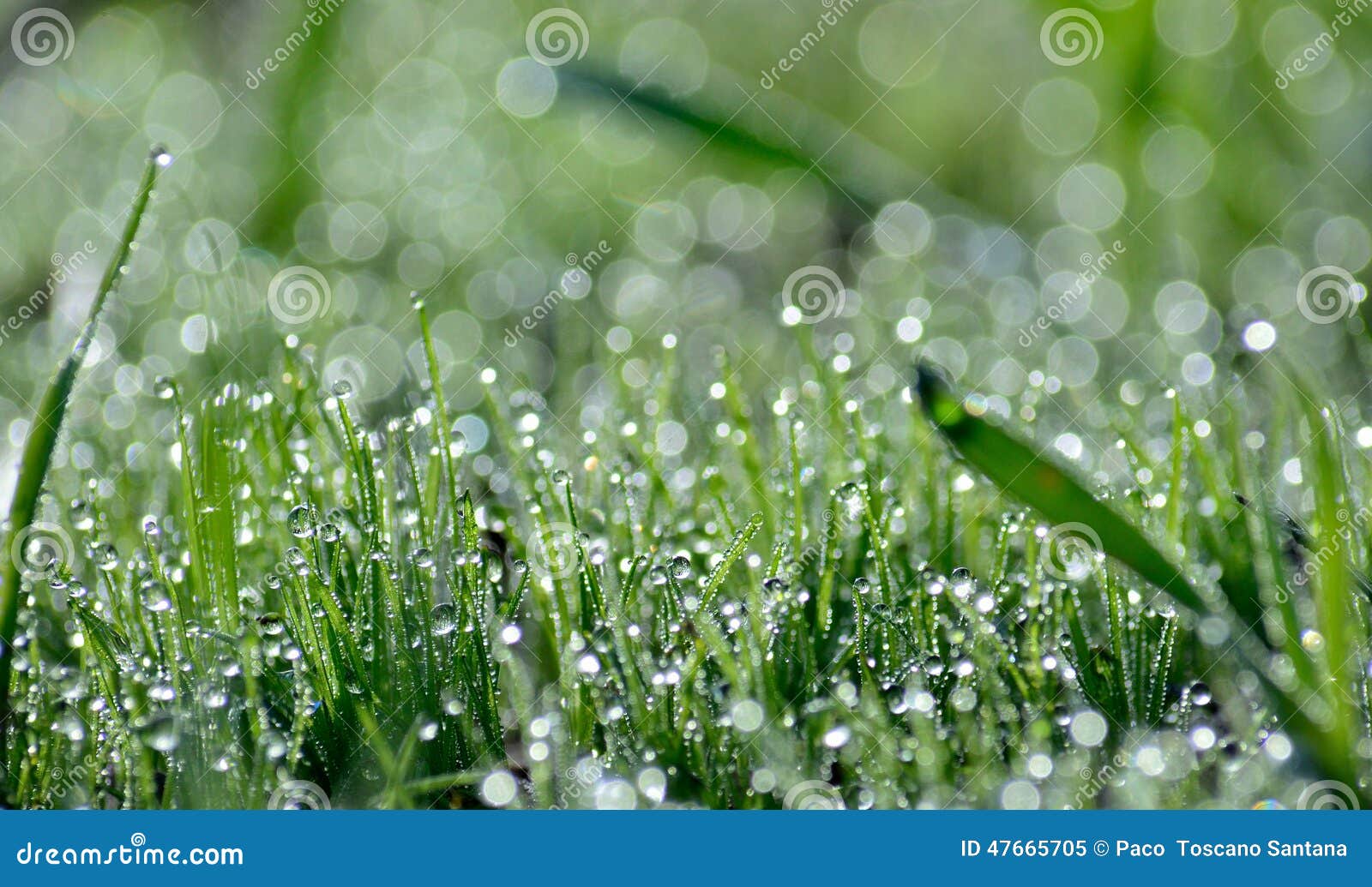 Dewdrops on the Green Grass Stock Image - Image of fresh, biological ...
