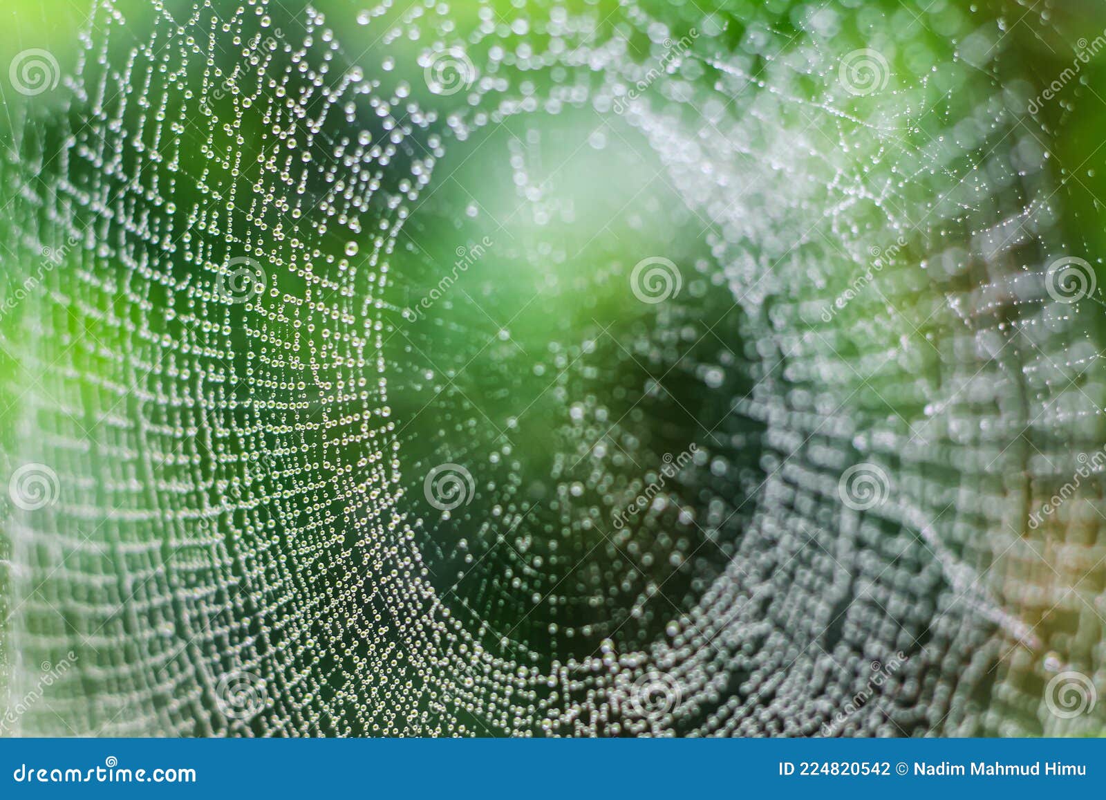 Dewdrops on Spider Web Cobweb Closeup with Green Background for ...
