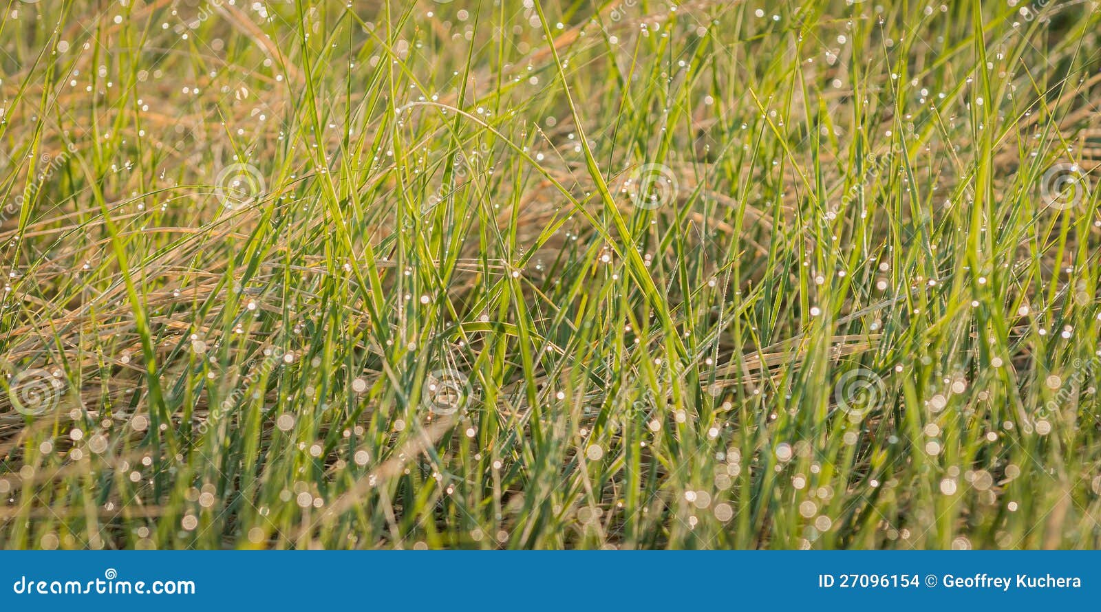 Dewed Grasses stock photo. Image of nature, texture, outdoor - 27096154