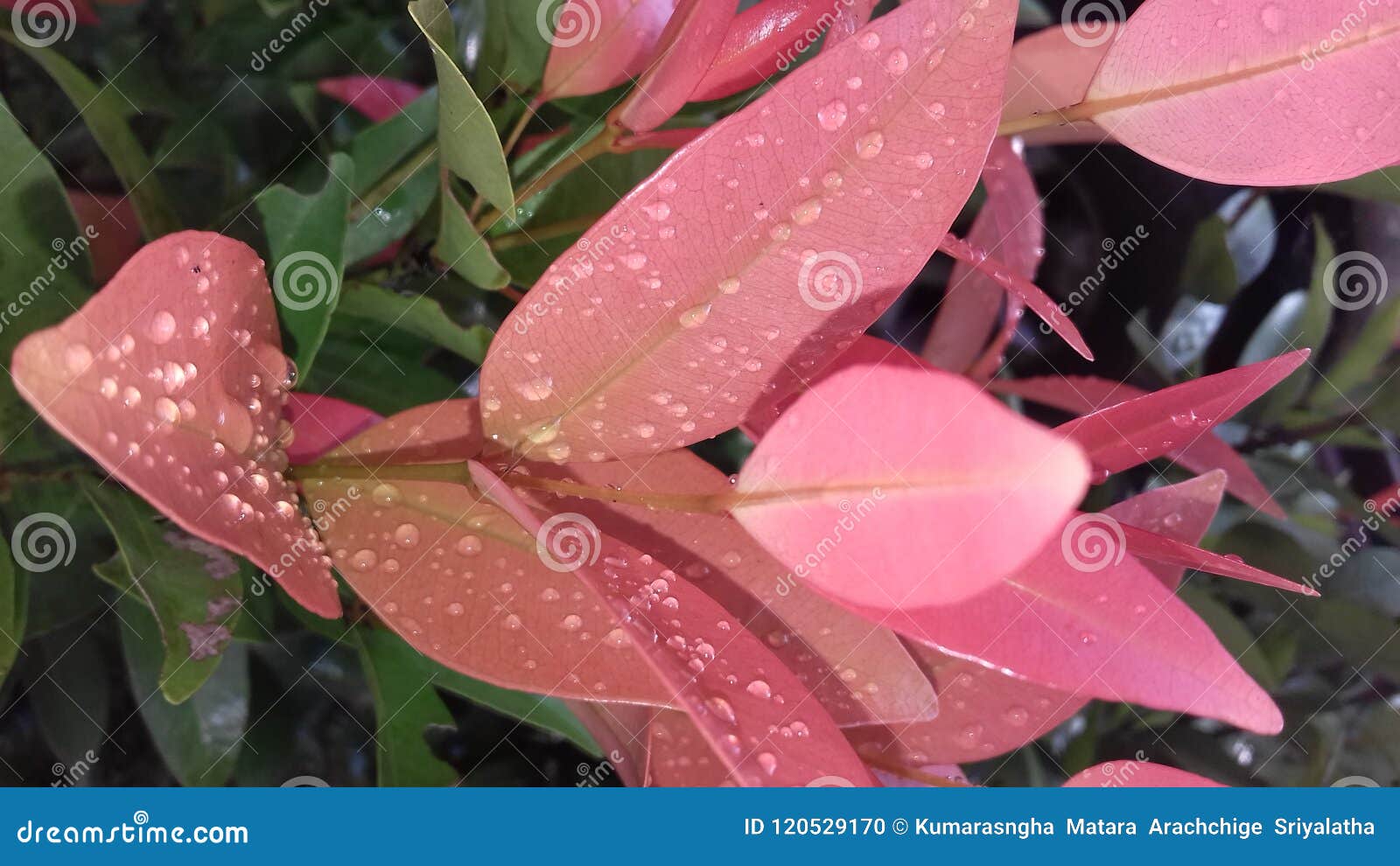 Dewed leaves stock photo. Image of beginning, flowers - 120529170