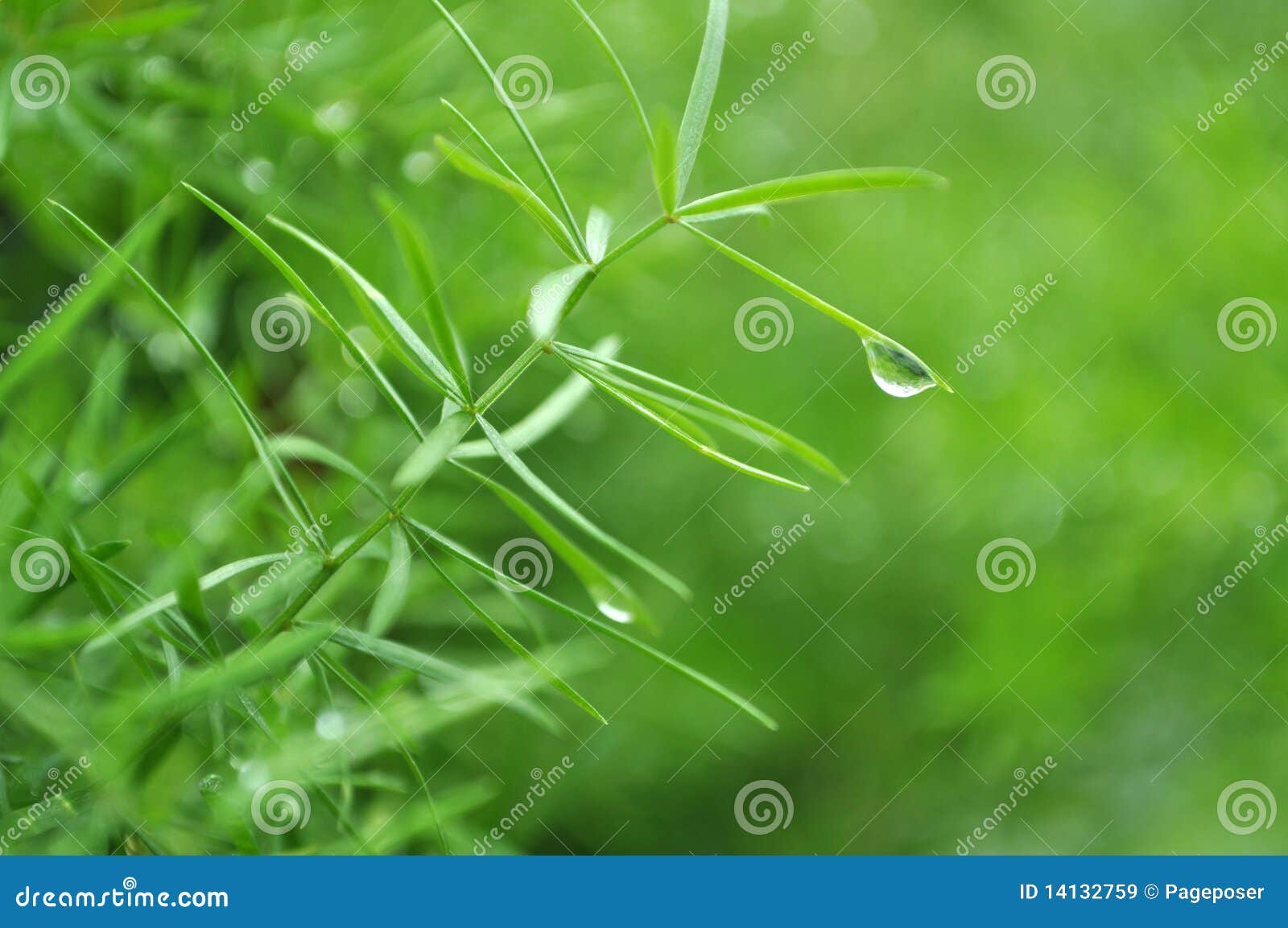 Dews on green plant stock image. Image of morning, plant - 14132759