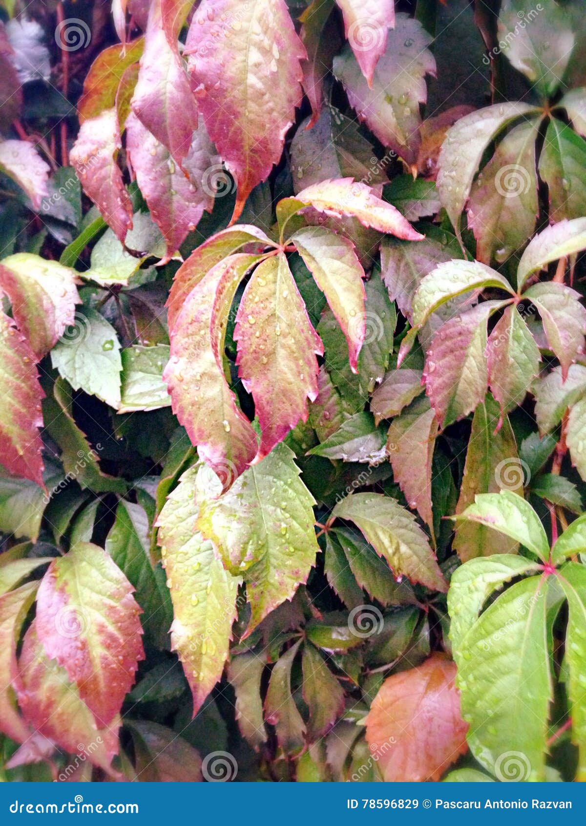 Dewy autumn leaf stock image. Image of dewy, work, abstract - 78596829