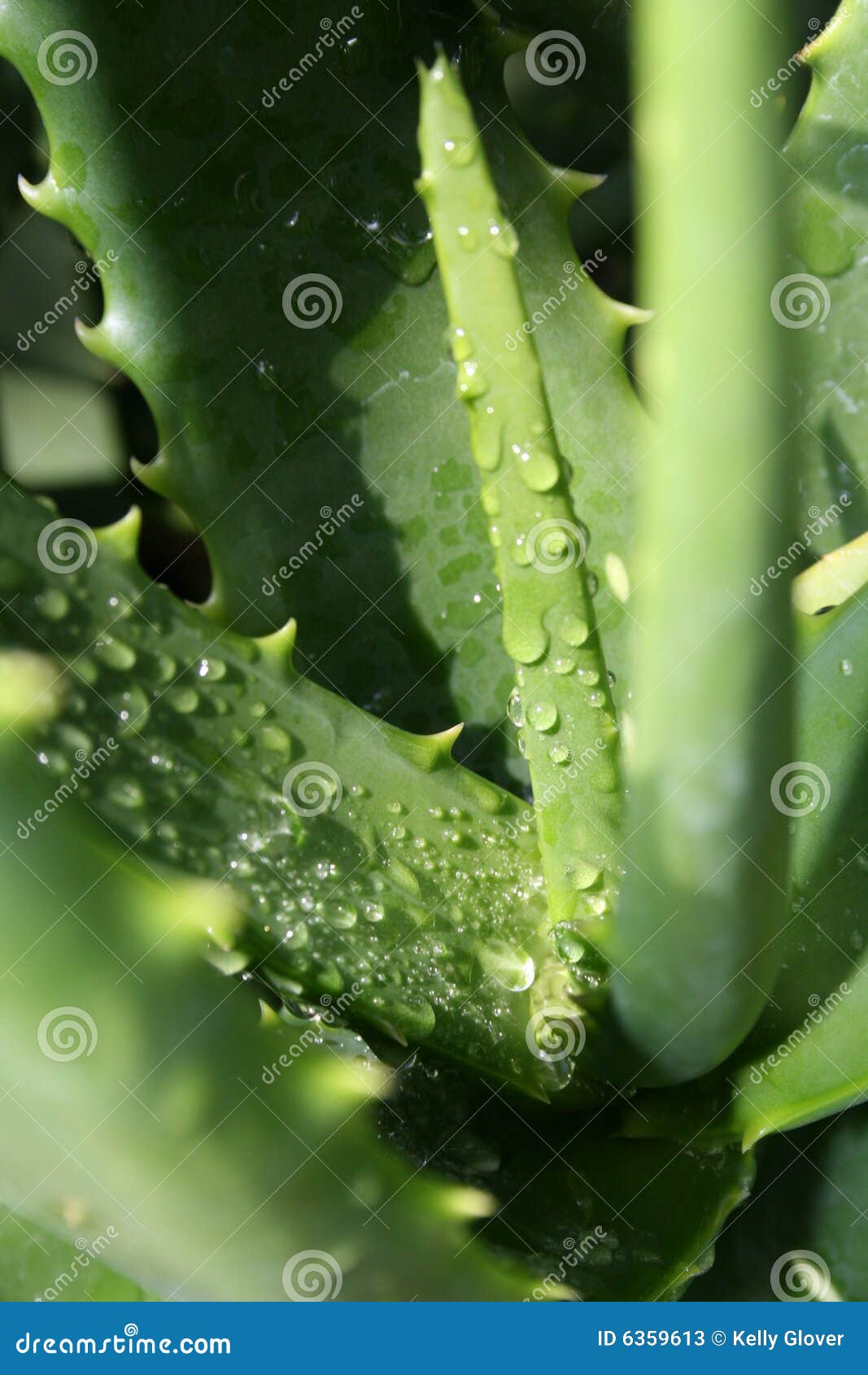 Dewy Cactus Plant stock image. Image of sharp, spine, space - 6359613