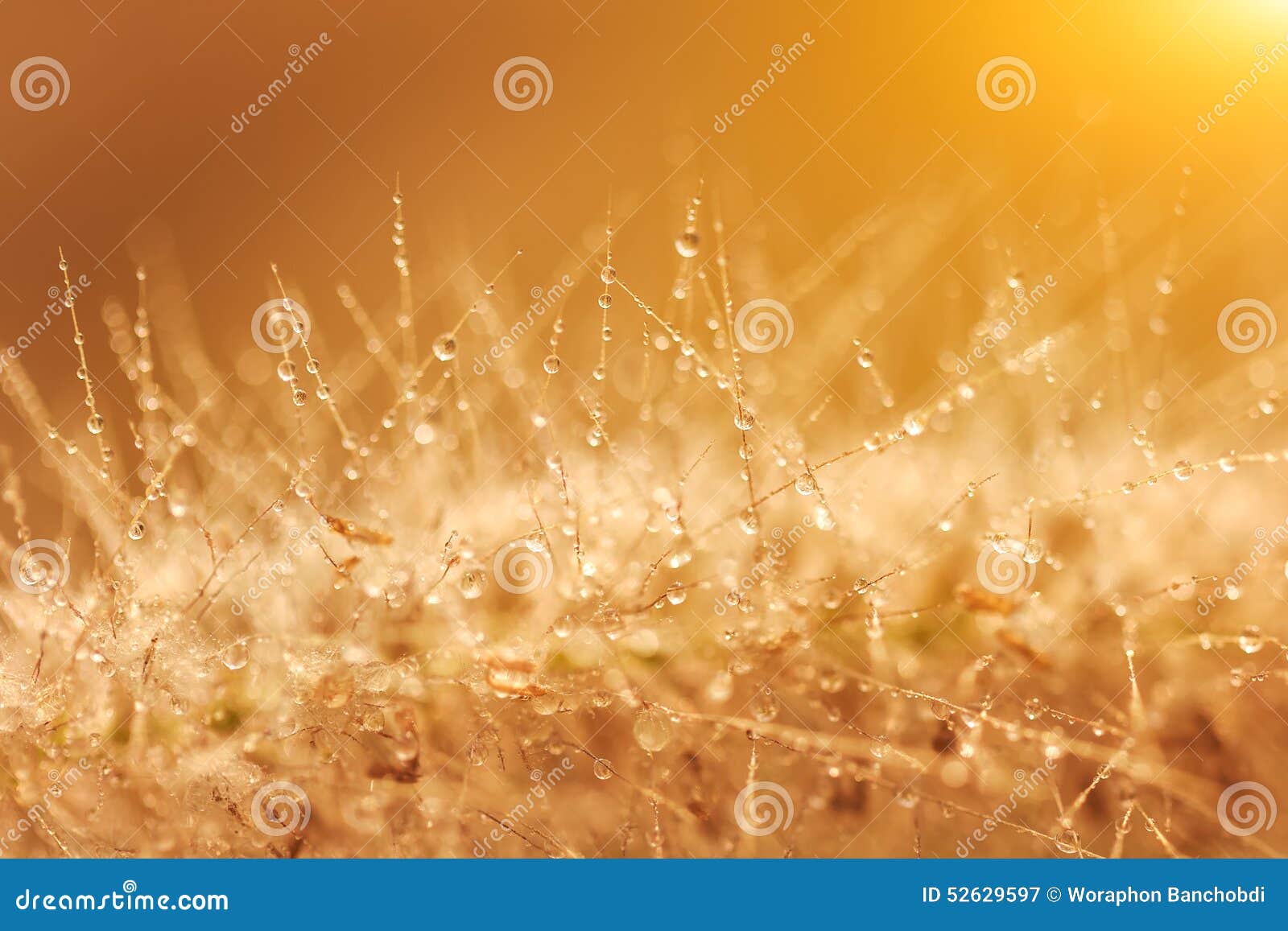 Dewy stock image. Image of garden, dewy, sunrise, close - 52629597