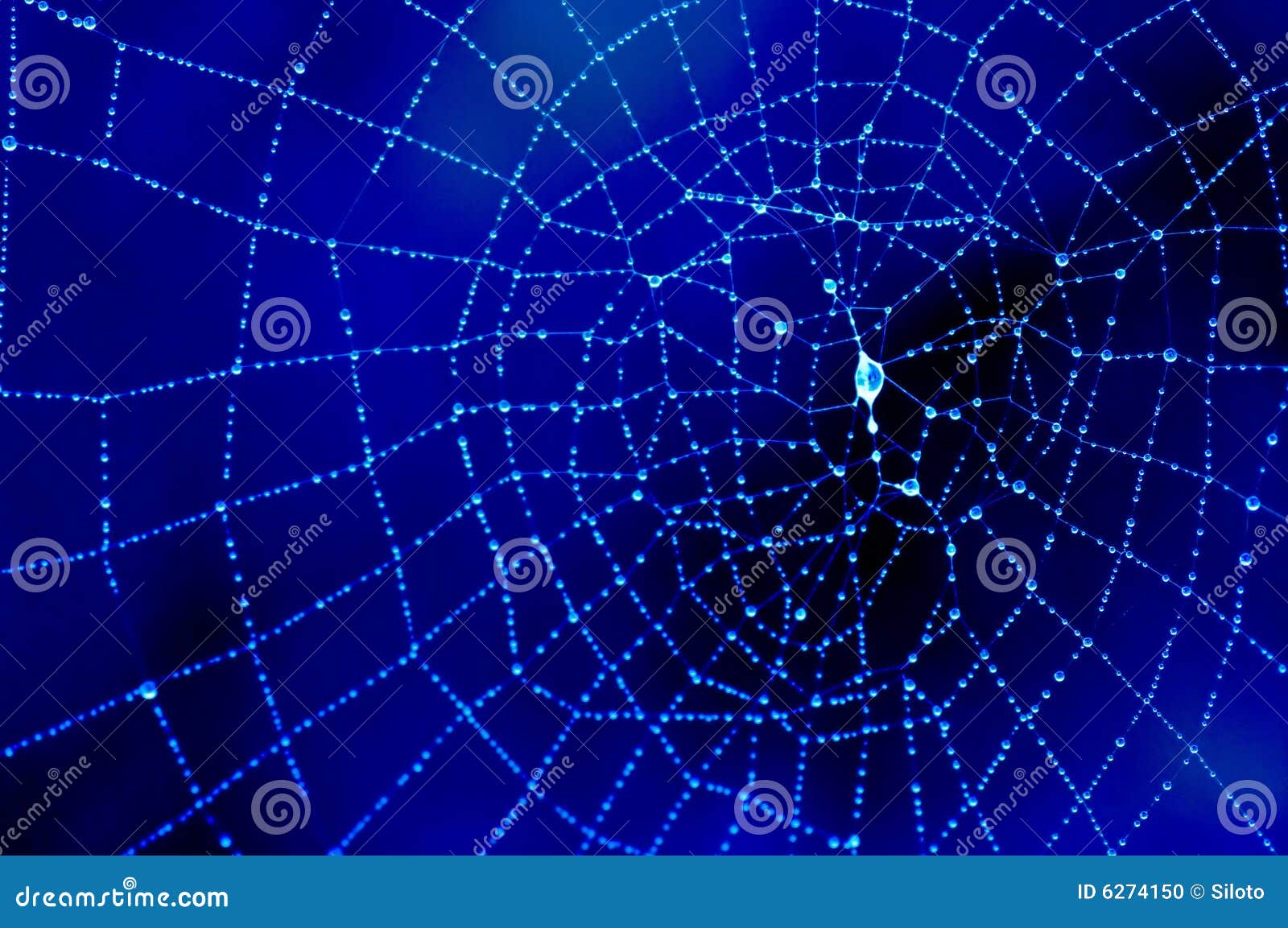 Dewy cobweb in blue stock photo. Image of spider, plexus - 6274150