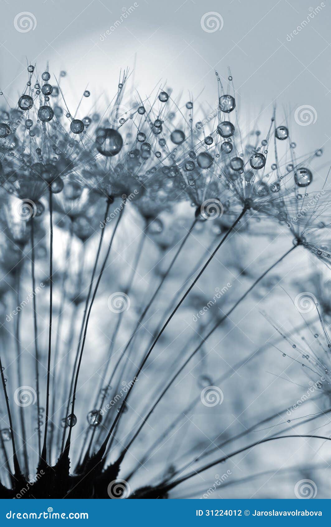Dewy dandelion stock photo. Image of meadow, condensation - 31224012