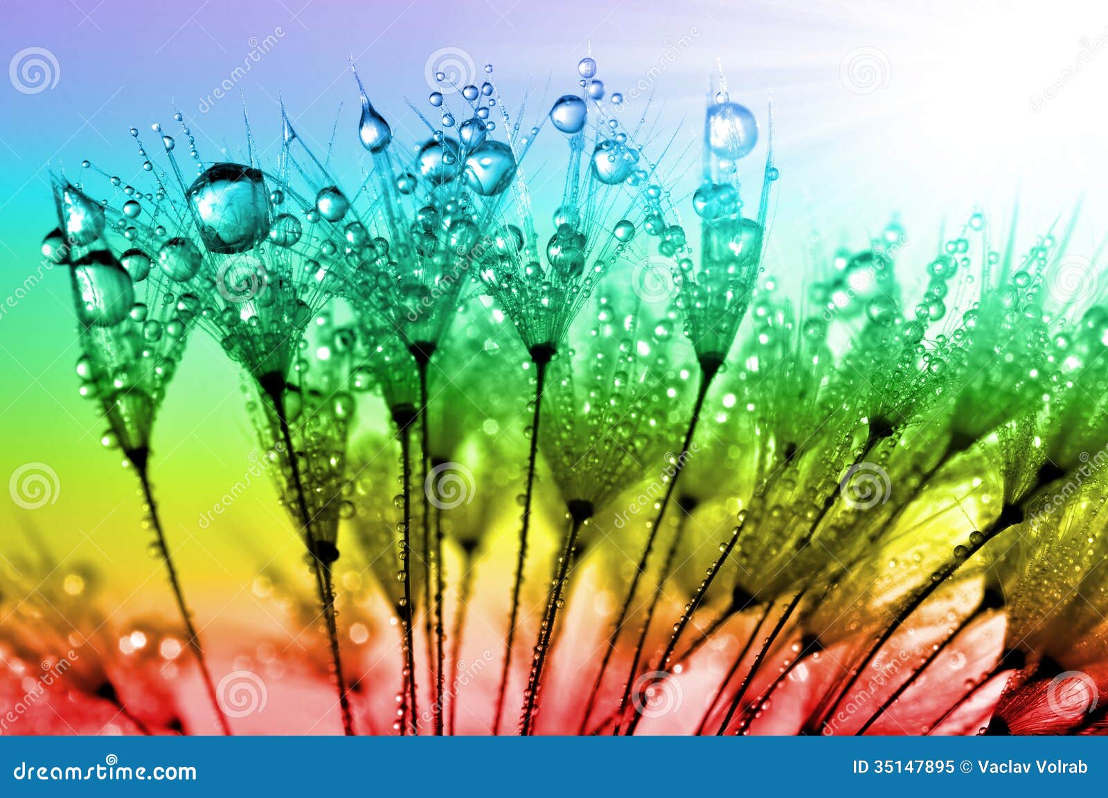 Dewy dandelion stock image. Image of perfection, freshness - 35147895