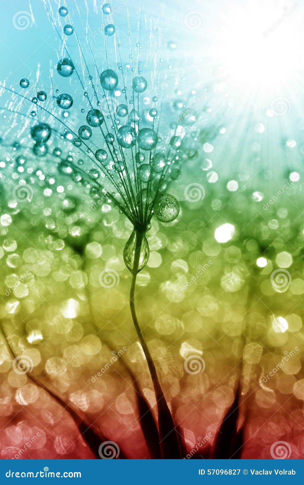 Dewy dandelion stock image. Image of flower, environment - 57096827