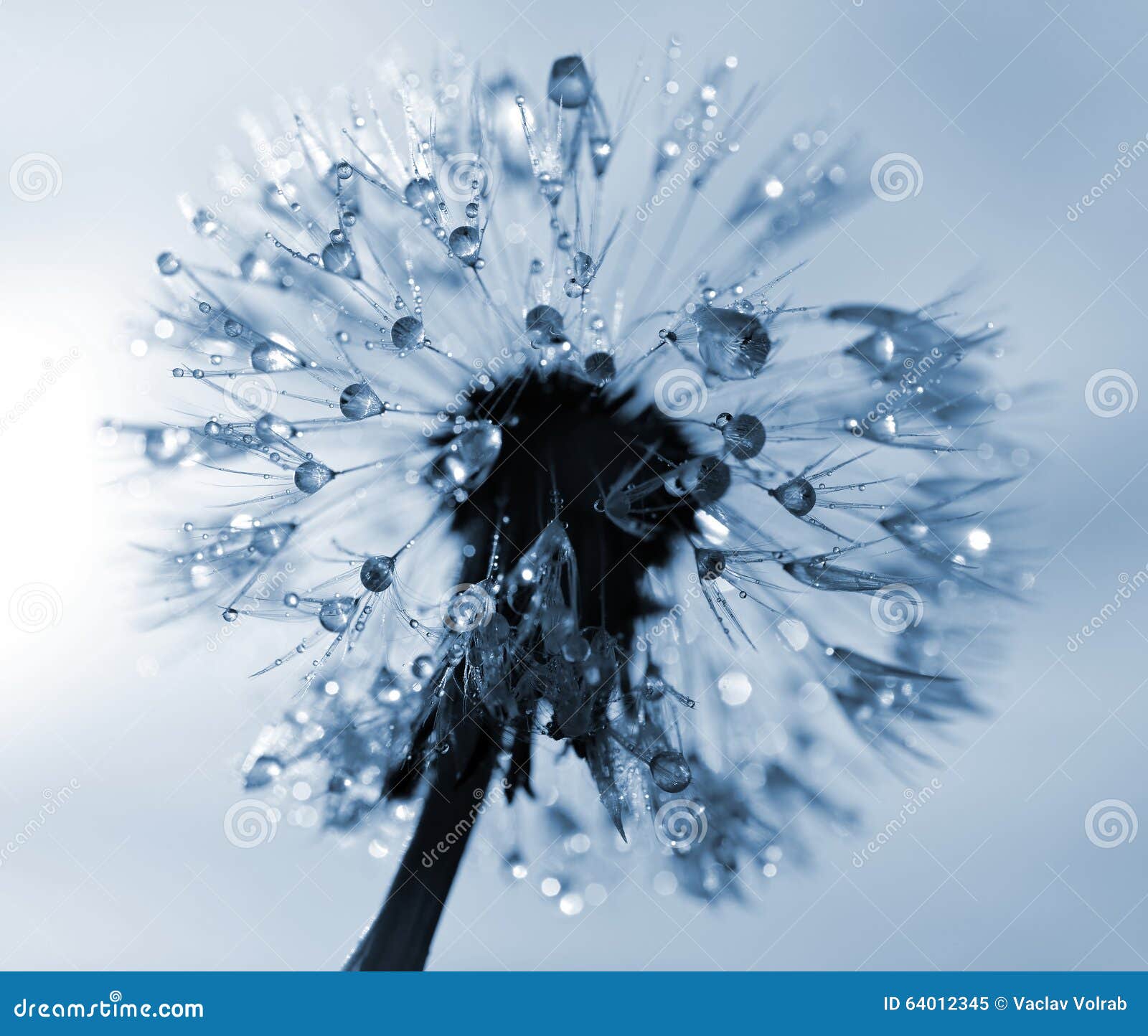 Dewy dandelion flower stock image. Image of spring, close - 64012345