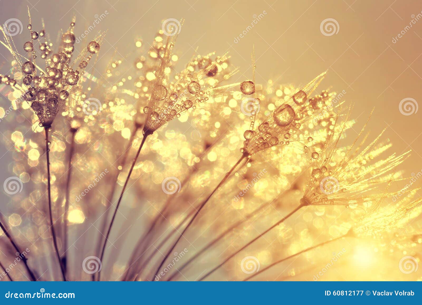 Dewy dandelion flower stock image. Image of plant, meadow - 60812177
