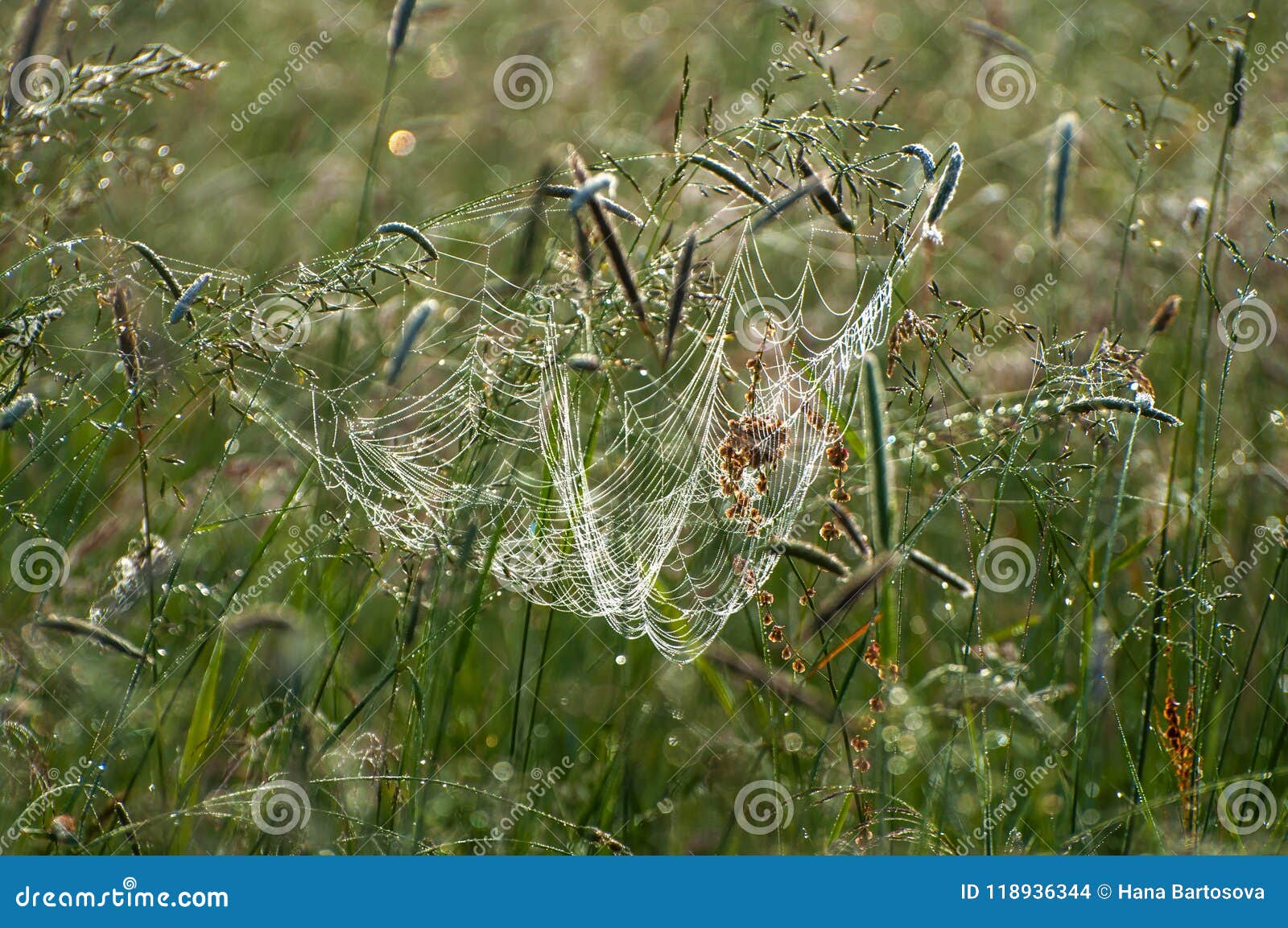 Dewy Dense Entangled Spider Web. Stock Photo - Image of haulm, field ...