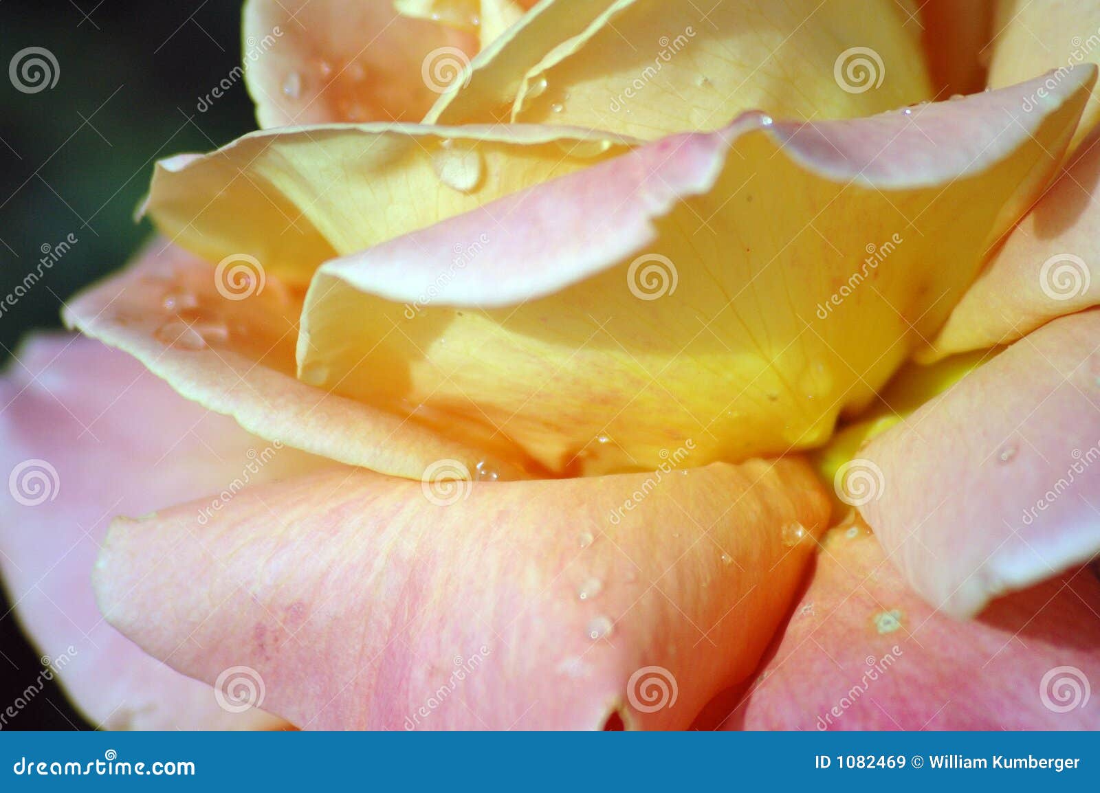 Dewy Flower stock image. Image of petals, flowers, macro - 1082469