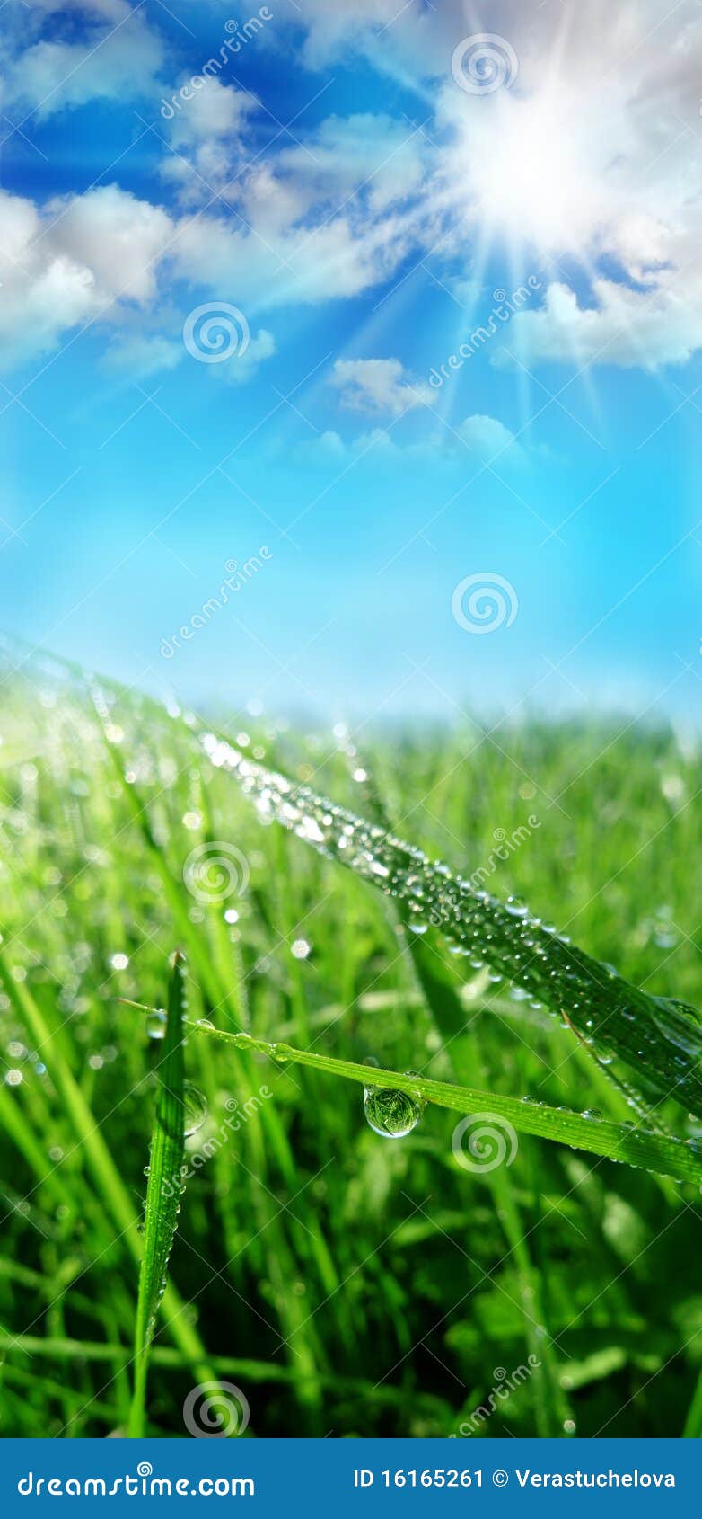 Dewy grass stock image. Image of lawn, backdrop, green - 16165261