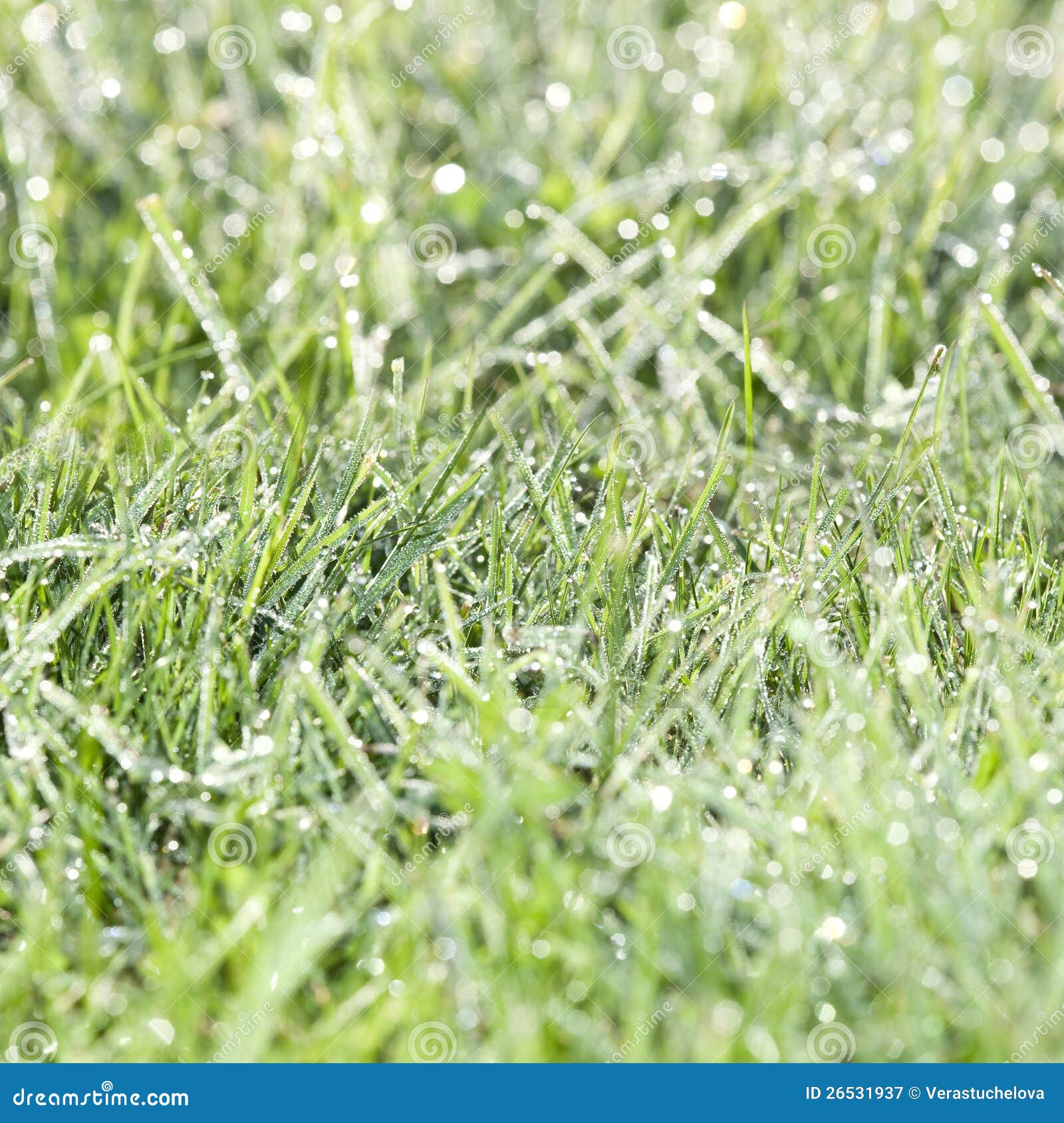 Dewy grass stock image. Image of drop, detail, environment - 26531937