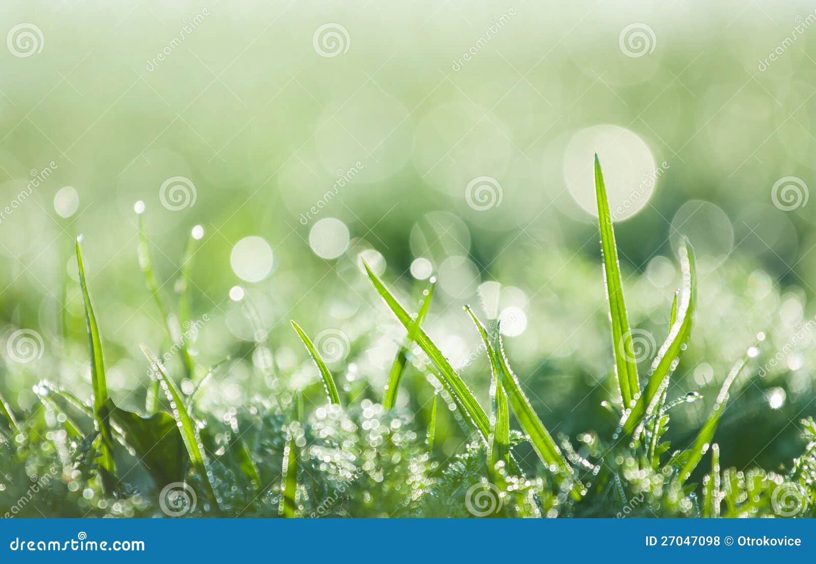 In the dewy grass stock photo. Image of beam, gardening - 27047098