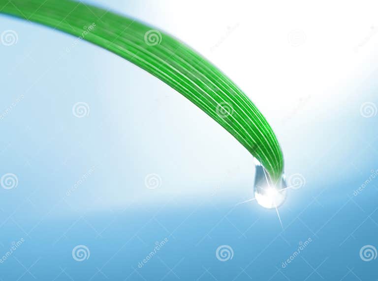Dewy grass stock image. Image of blade, peace, summer - 3798599