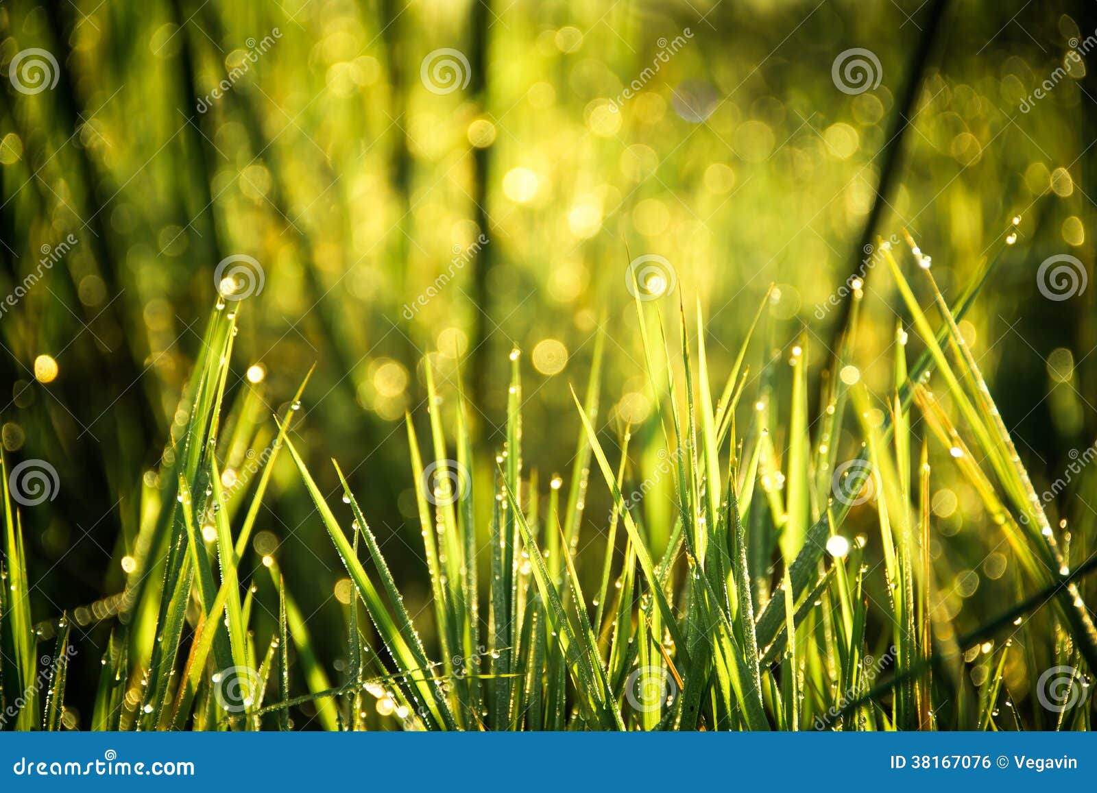 Dewy Grass stock photo. Image of droplet, shallow, field - 38167076