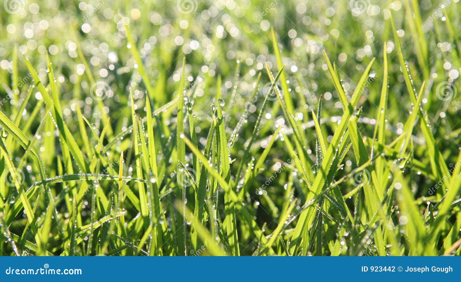Dewy Grass stock photo. Image of early, flora, drops, water - 923442