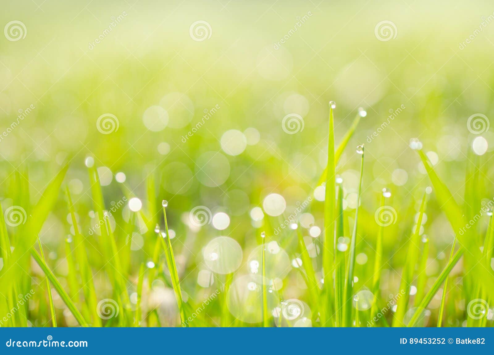 Dewy grass background stock photo. Image of spring, horizontal - 89453252