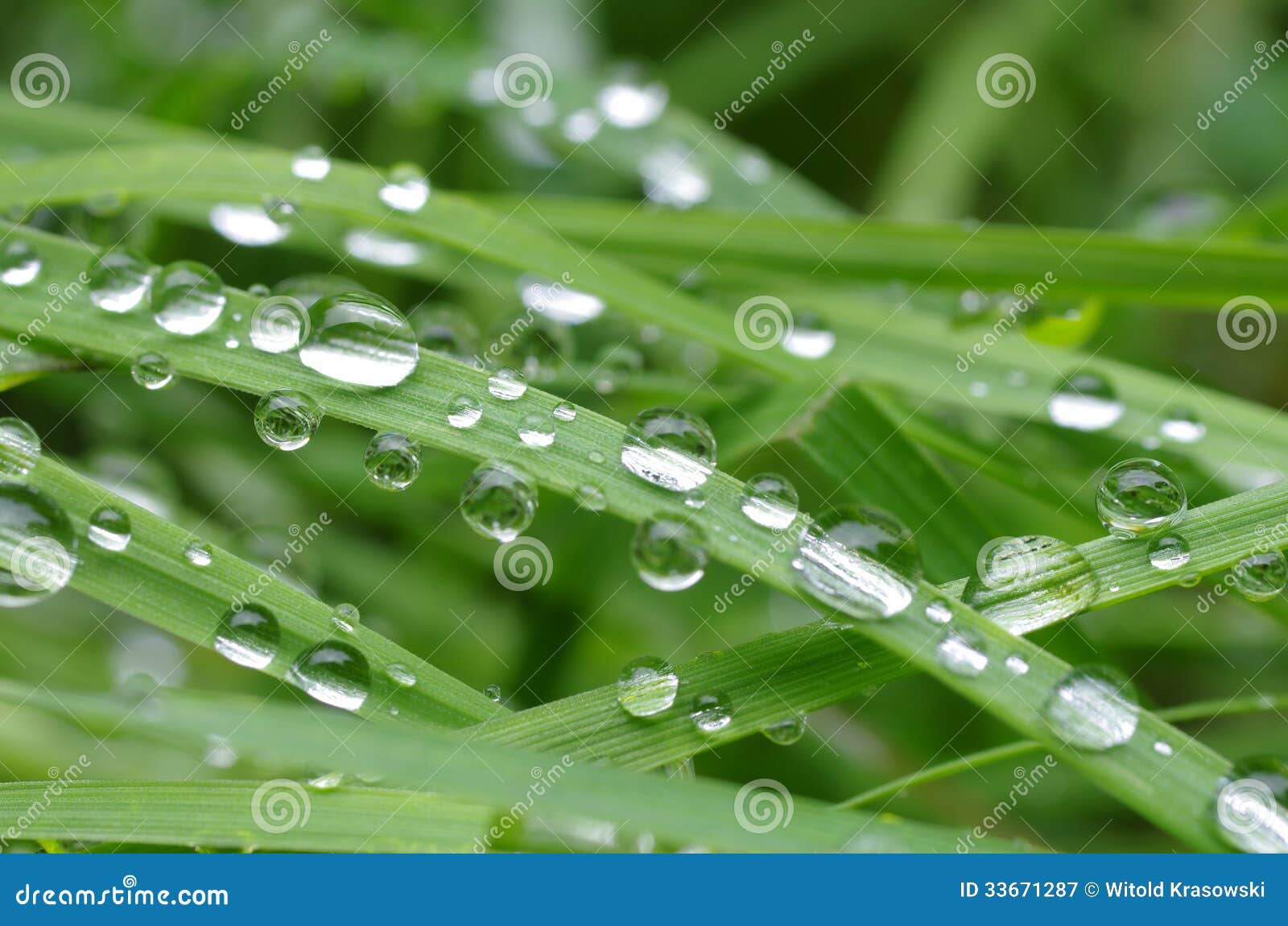 Dewy grass stock image. Image of liquidate, drop, rise - 33671287