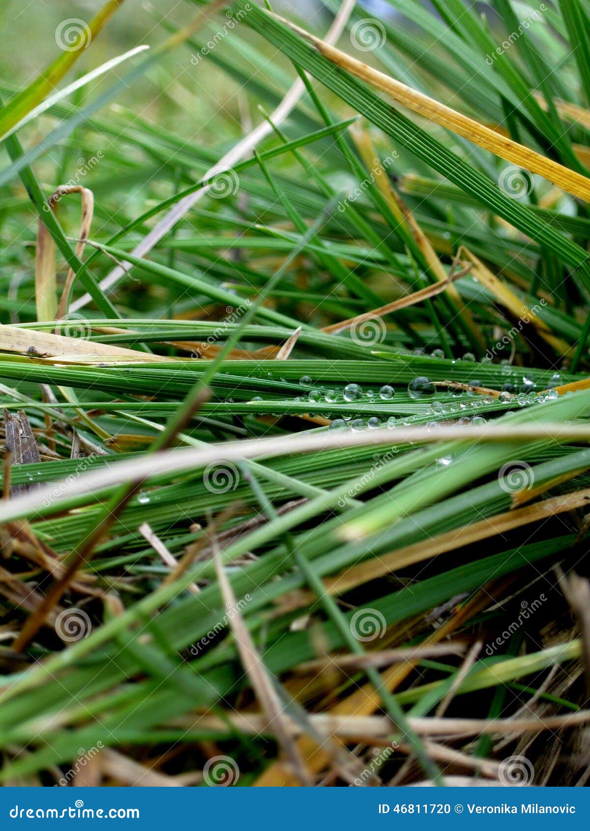 Dewy grass stock photo. Image of nice, simple, dewy, green - 46811720
