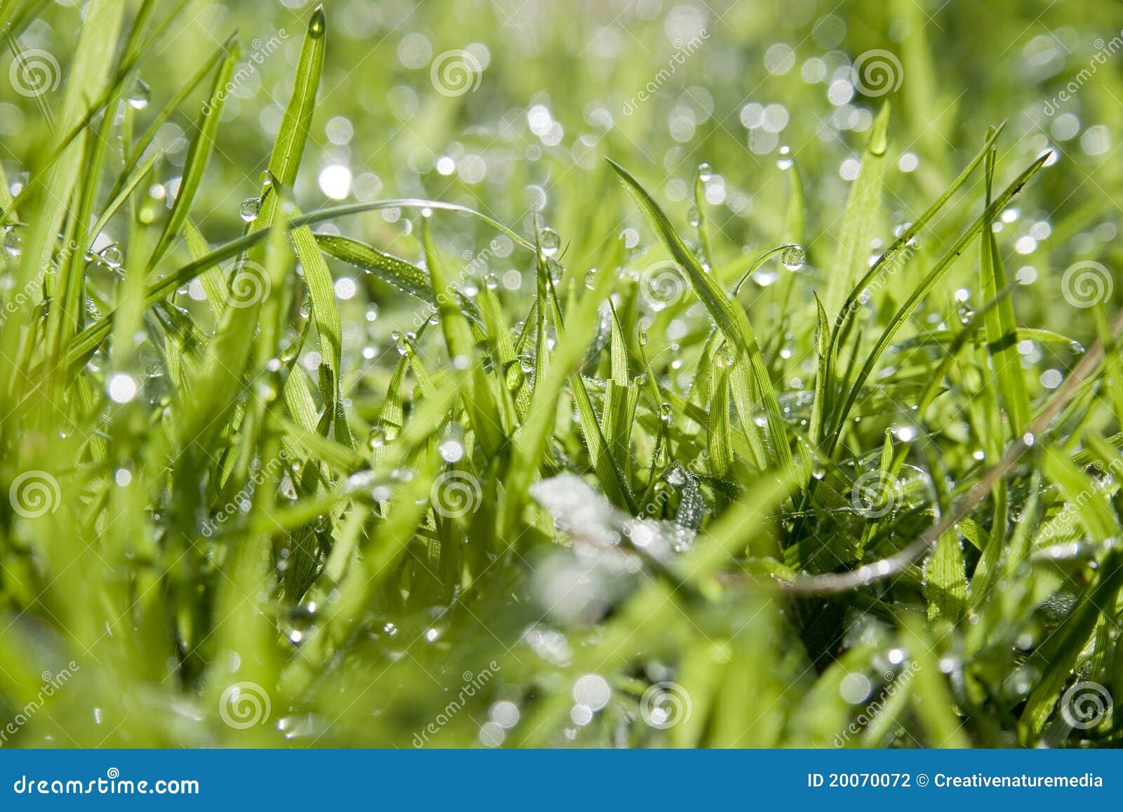 Dewy Grass At Ground Level Stock Photography - Image: 20070072