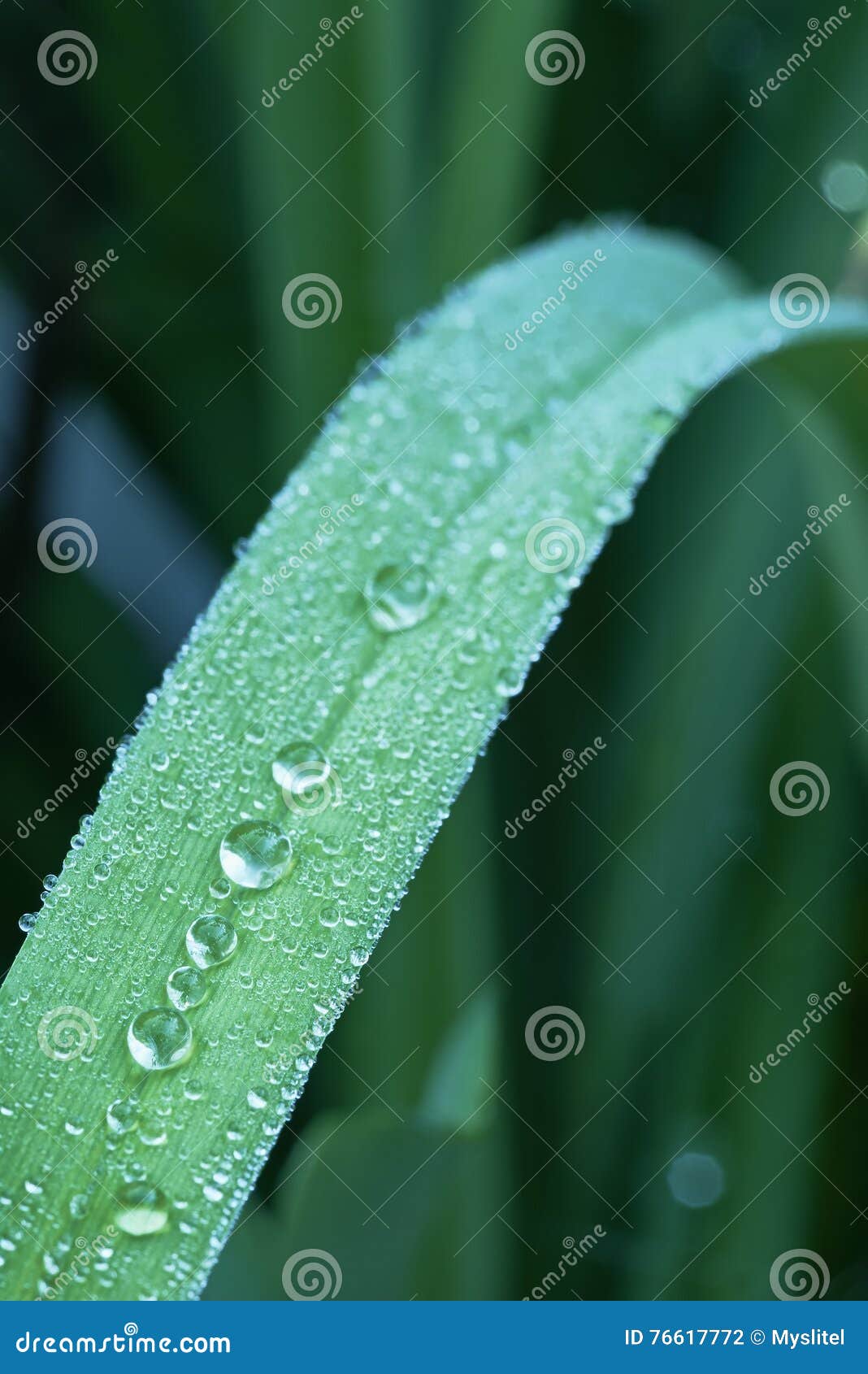 Dewy grass stock photo. Image of grass, droplet, blades - 76617772