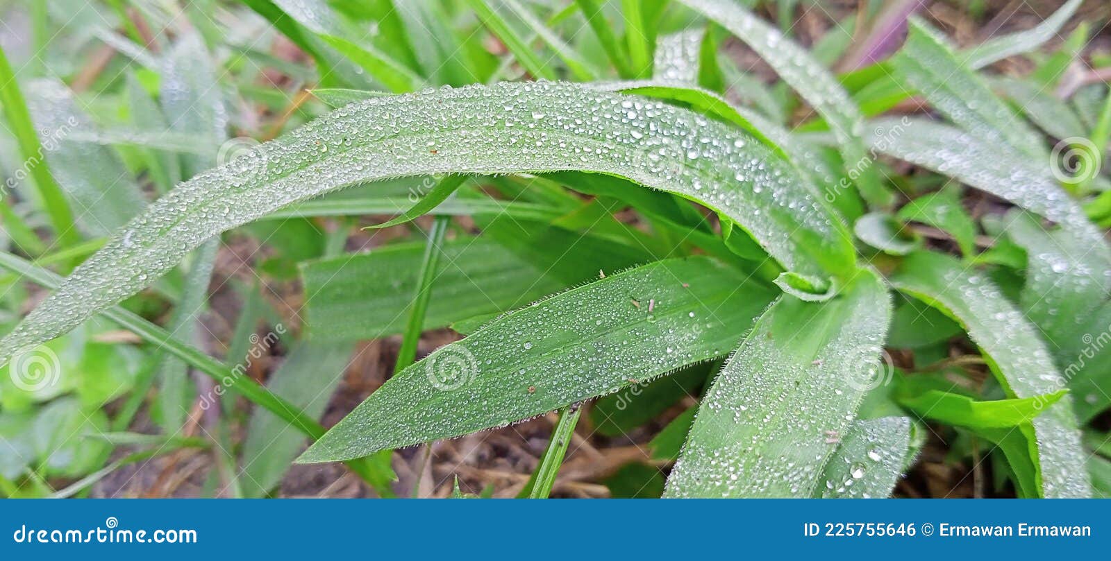 Dewy grass in the morning stock photo. Image of grass - 225755646
