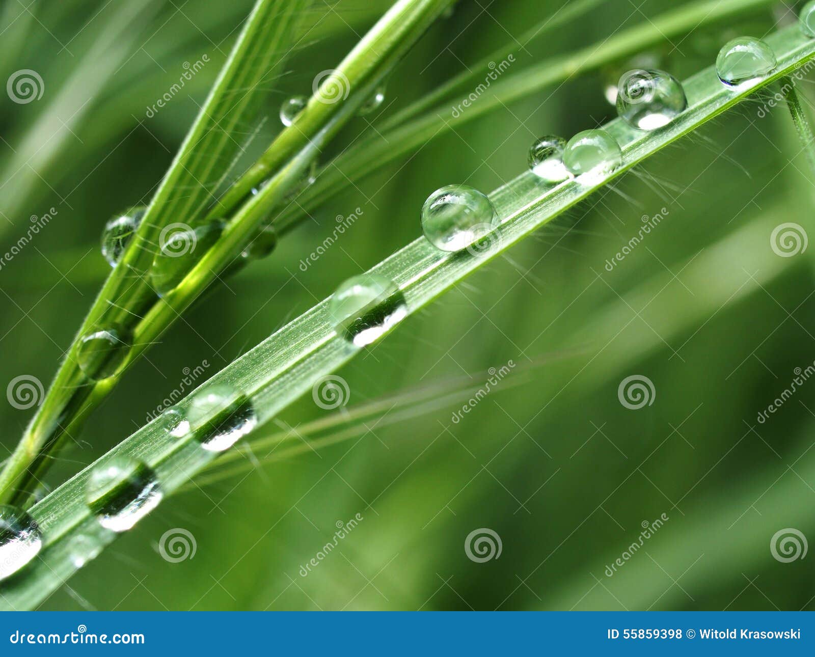 Dewy grass stock photo. Image of macro, blade, morning - 55859398