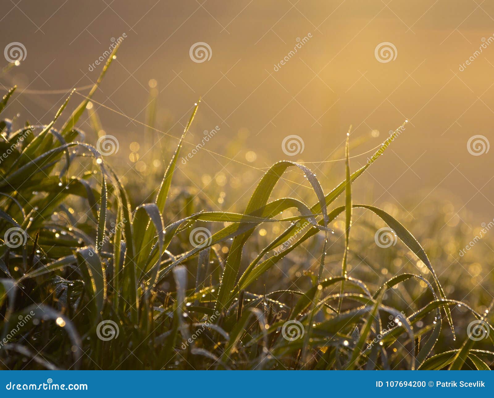 Dewy grass with spider web stock photo. Image of grass - 107694200