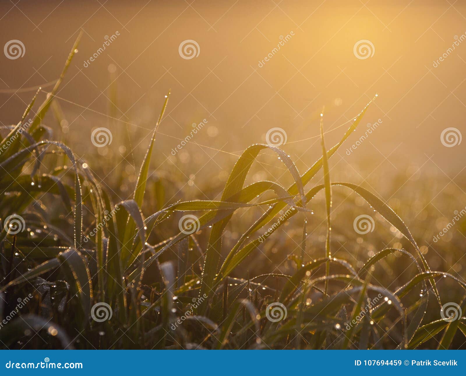 Dewy grass with spider web stock image. Image of drop - 107694459