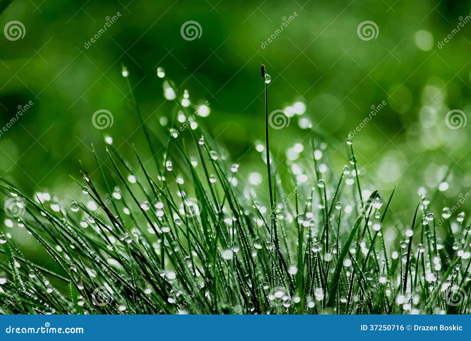 Dewy green grass stock photo. Image of flowergarden, greengrass - 37250716