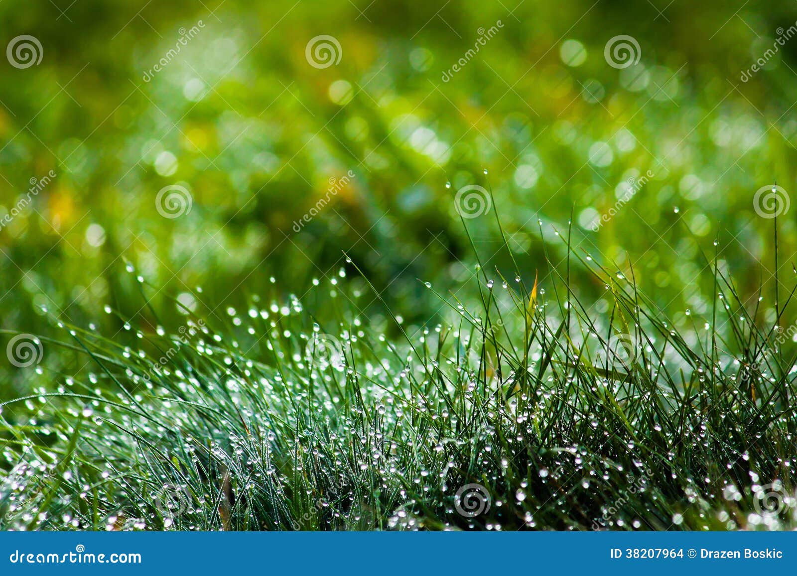Dewy Green Grass, Blurred Background Stock Photo - Image of mirroring ...