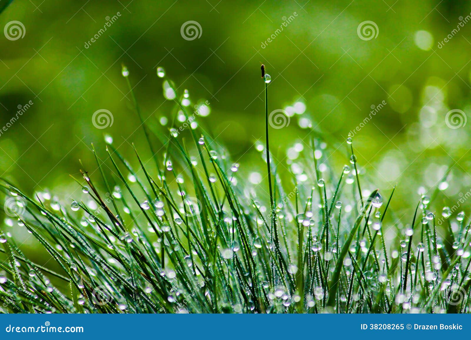 Dewy Green Grass, Blurred Background Stock Image - Image of droplet ...