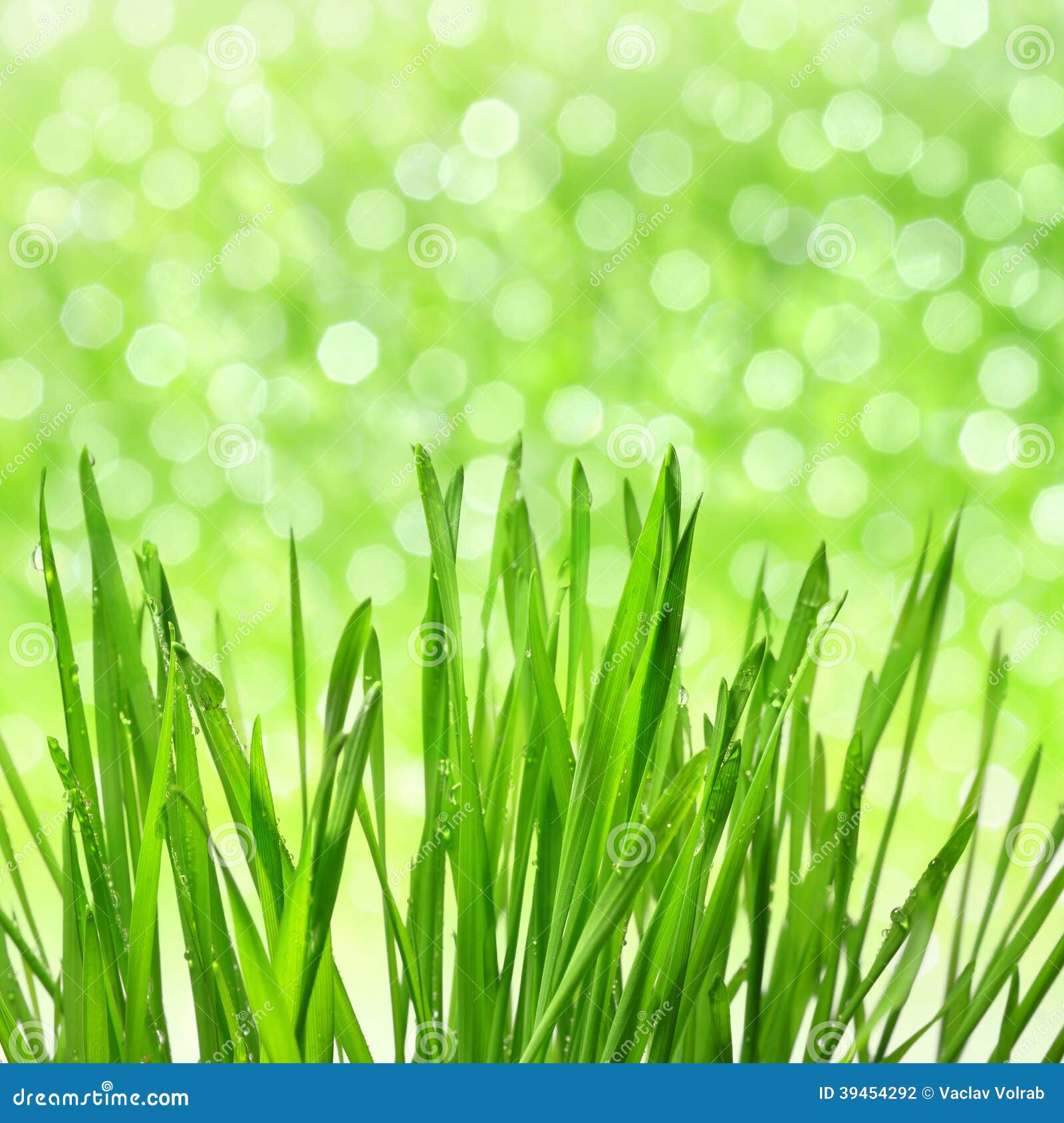 Dewy green grass stock photo. Image of condensation, drop - 39454292