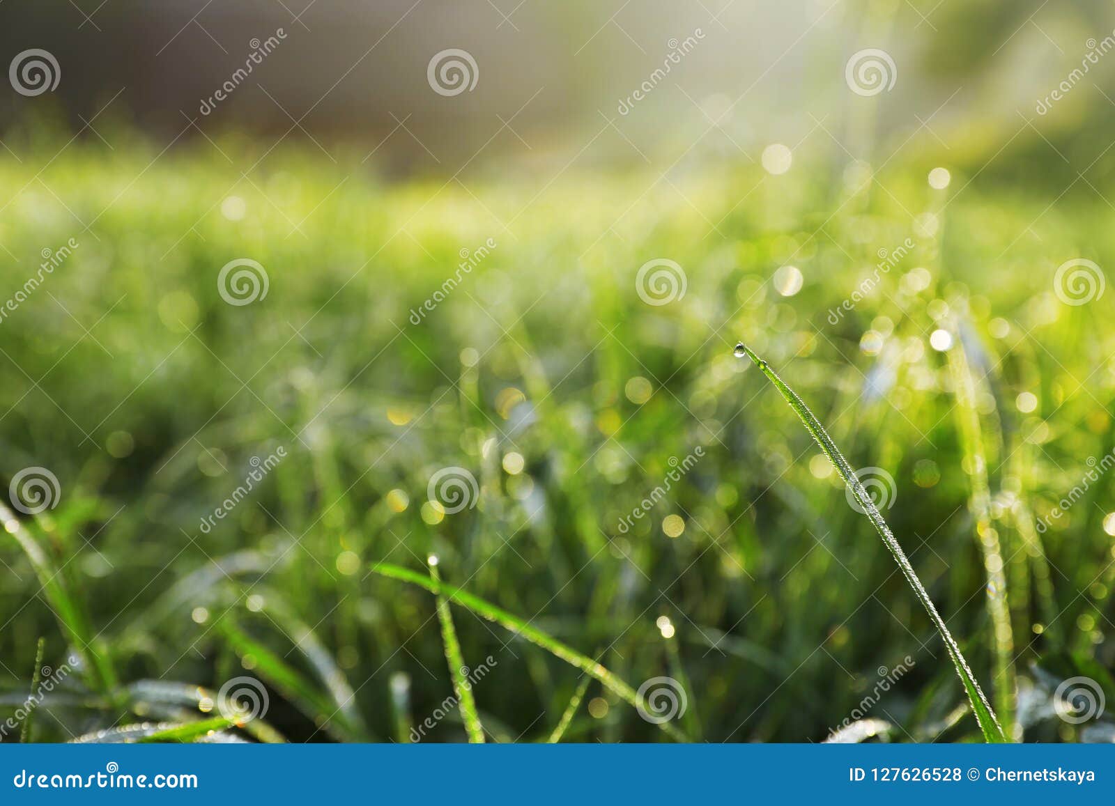 Dewy Green Grass on Wild Meadow Stock Photo - Image of wild, color ...
