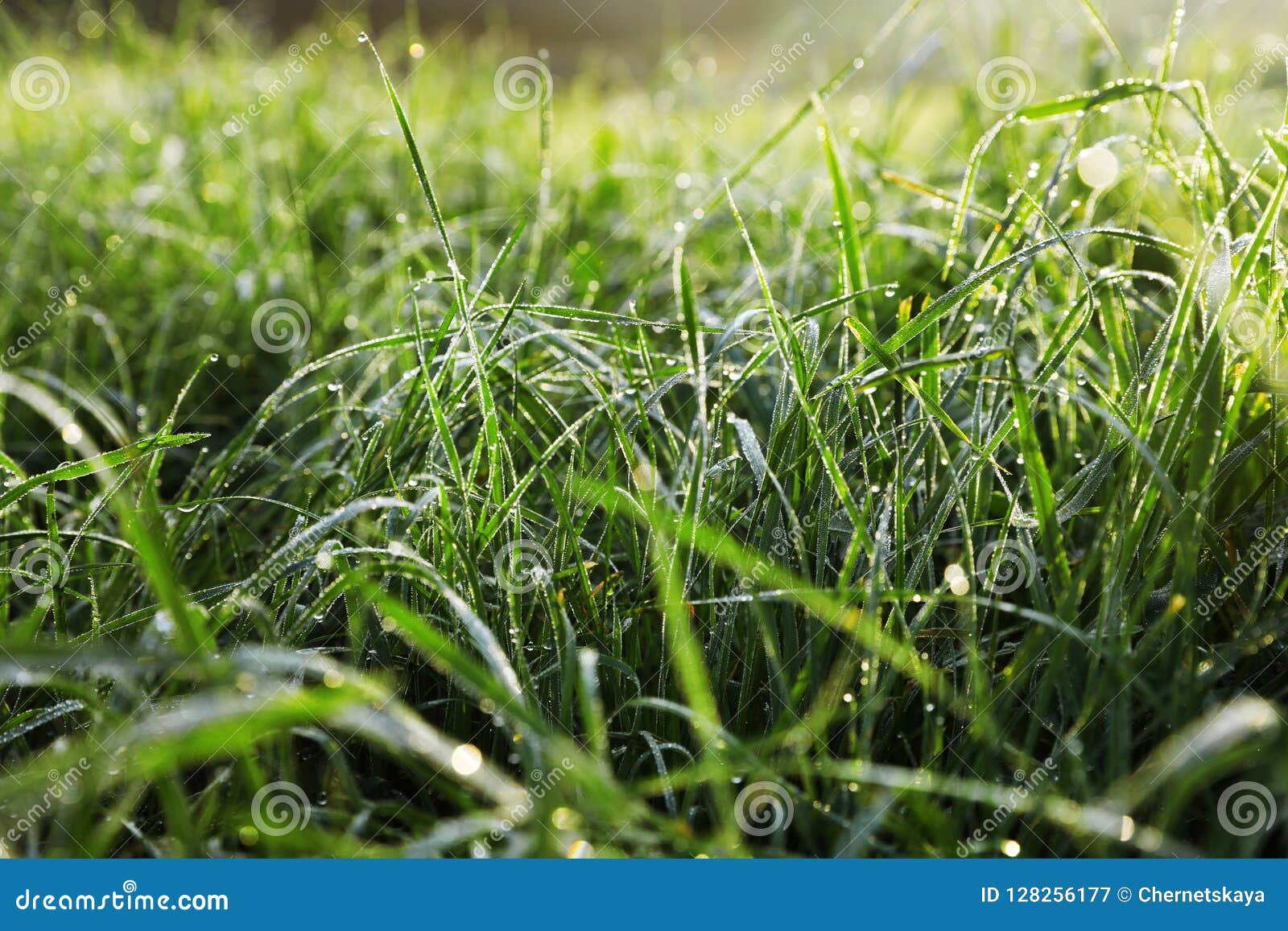 Dewy Green Grass on Wild Meadow, Stock Image - Image of fresh, growing ...