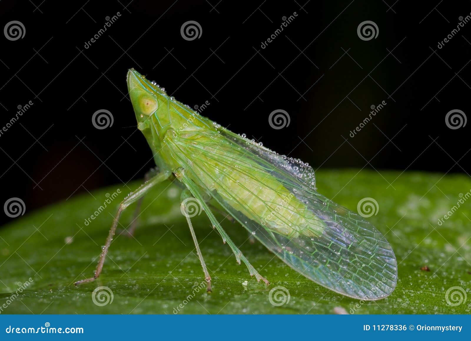 A dewy green planthopper stock photo. Image of stem, fauna - 11278336