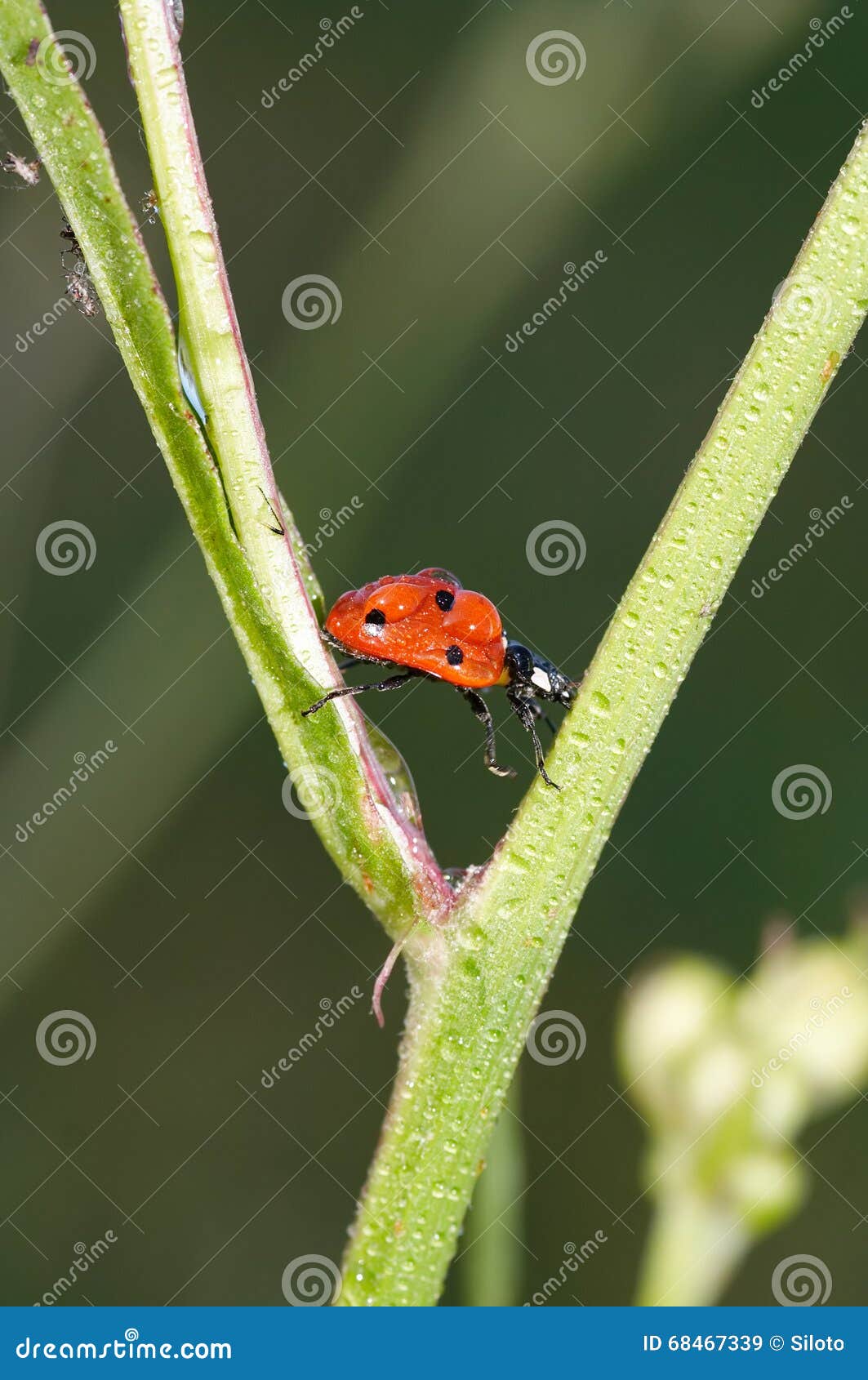 Dewy Ladybug Crawling on Grass Stock Image - Image of detail, ladybug ...