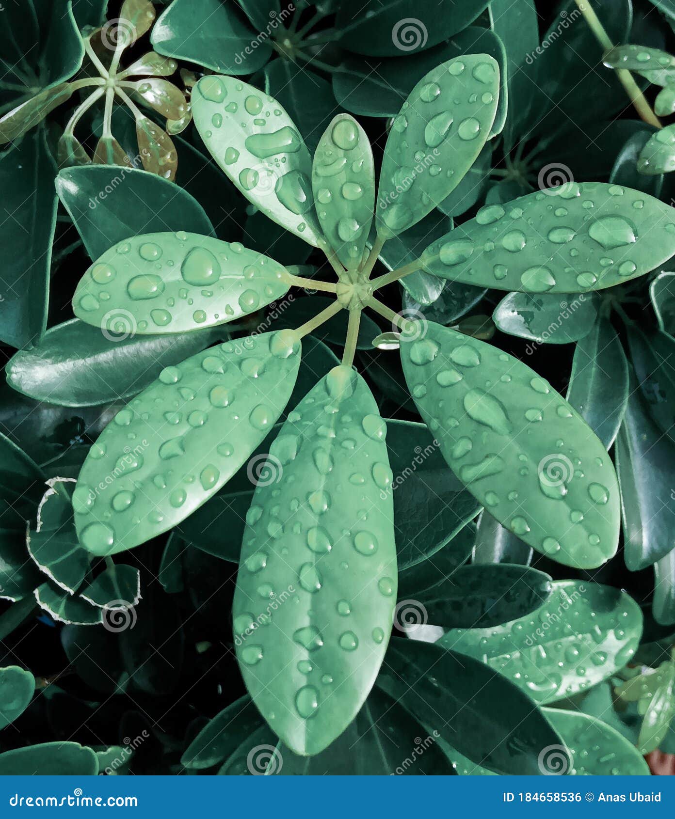 Dewy Leaves on a Sunny Morning Stock Photo - Image of tree, petal ...