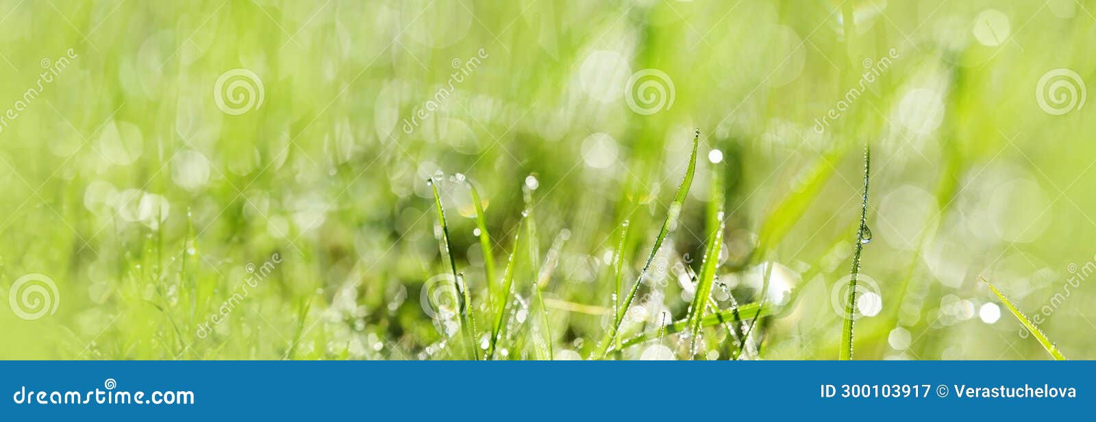 Dewy Meadow Grass - Background with Empty Space Stock Image - Image of ...