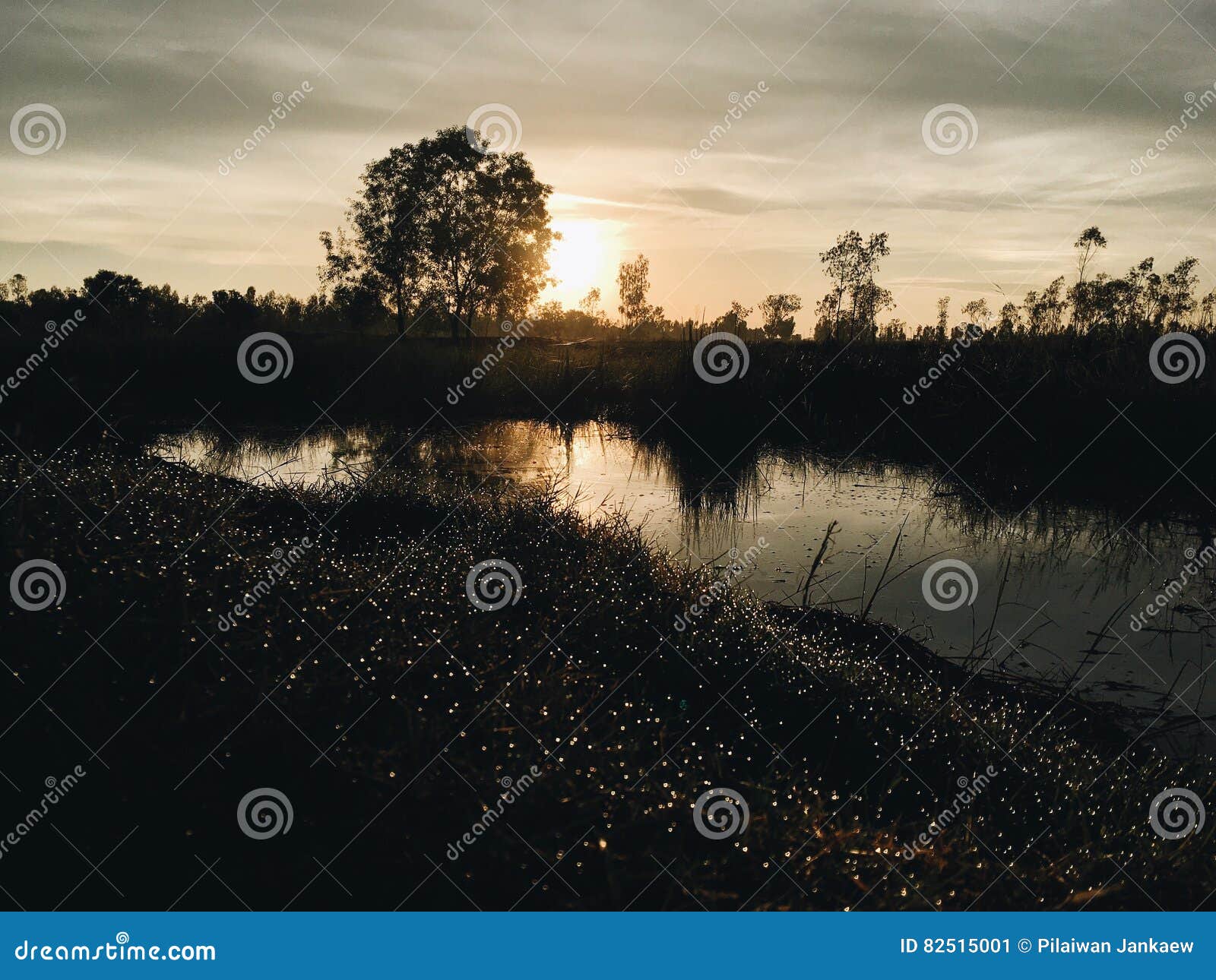 A dewy morning stock image. Image of beautiful, sunrise - 82515001