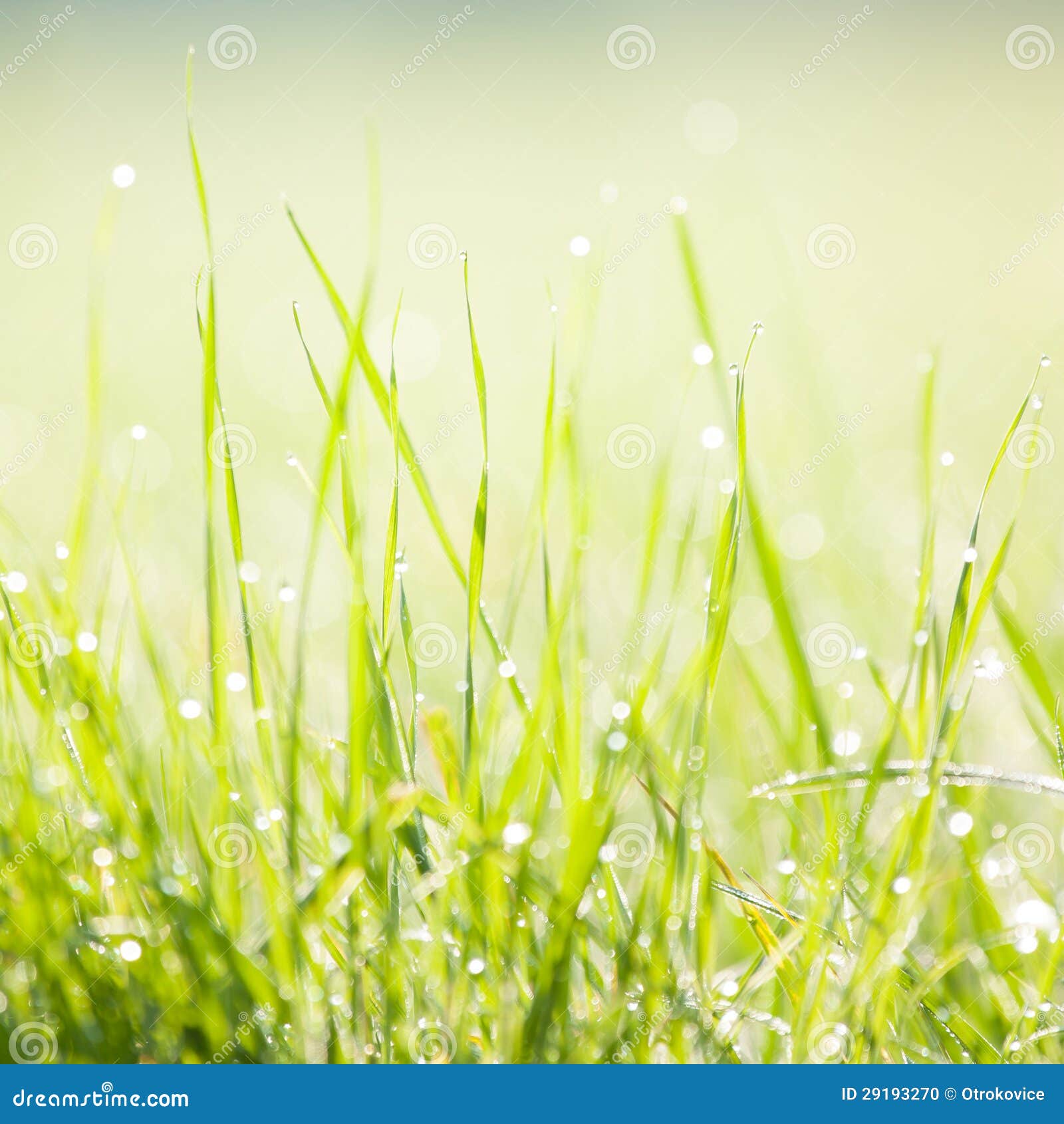 Dewy morning grass stock photo. Image of grass, morning - 29193270